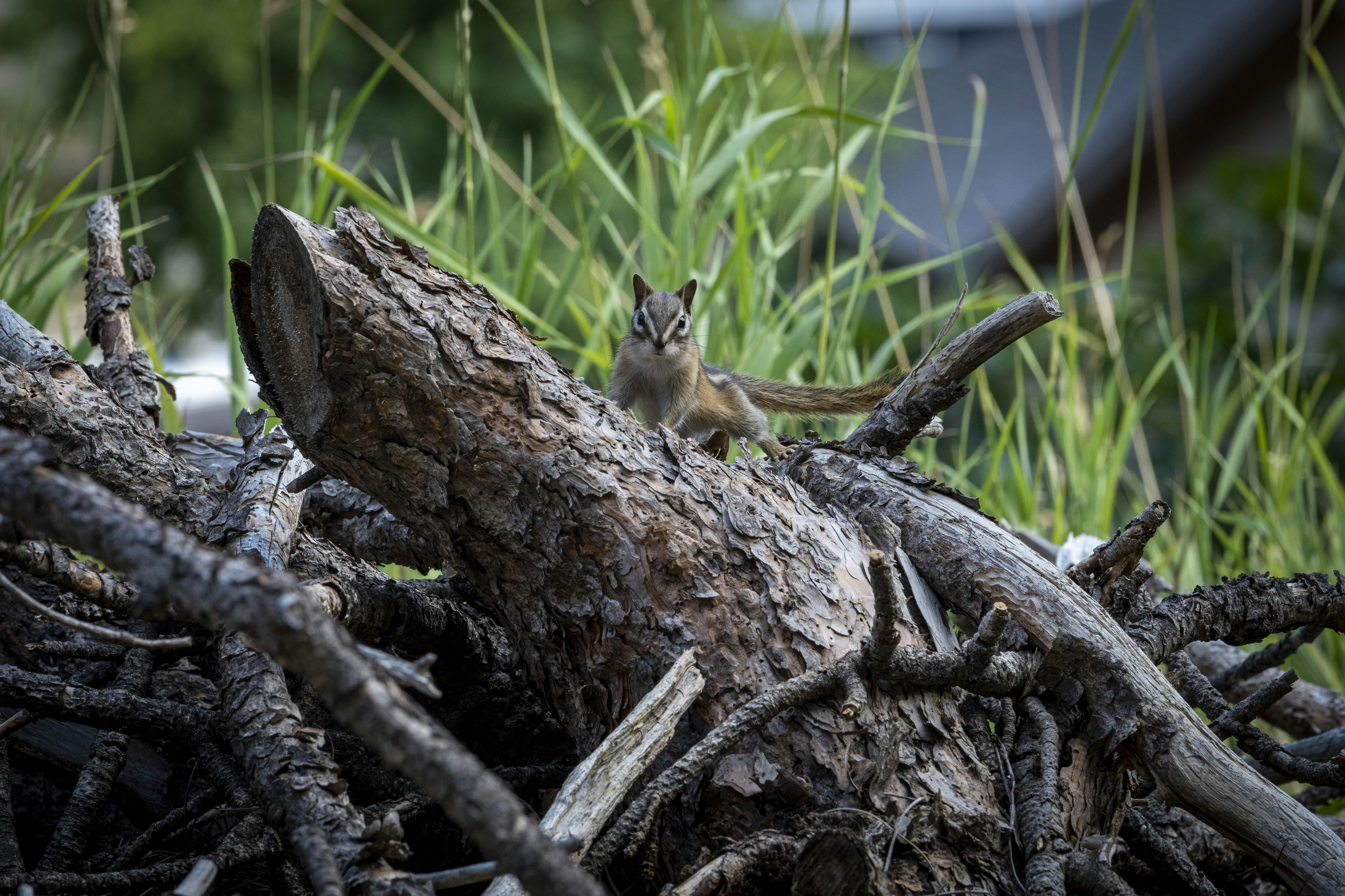 Squirrel Perched on a Log Throne amid Tangles and Greenery