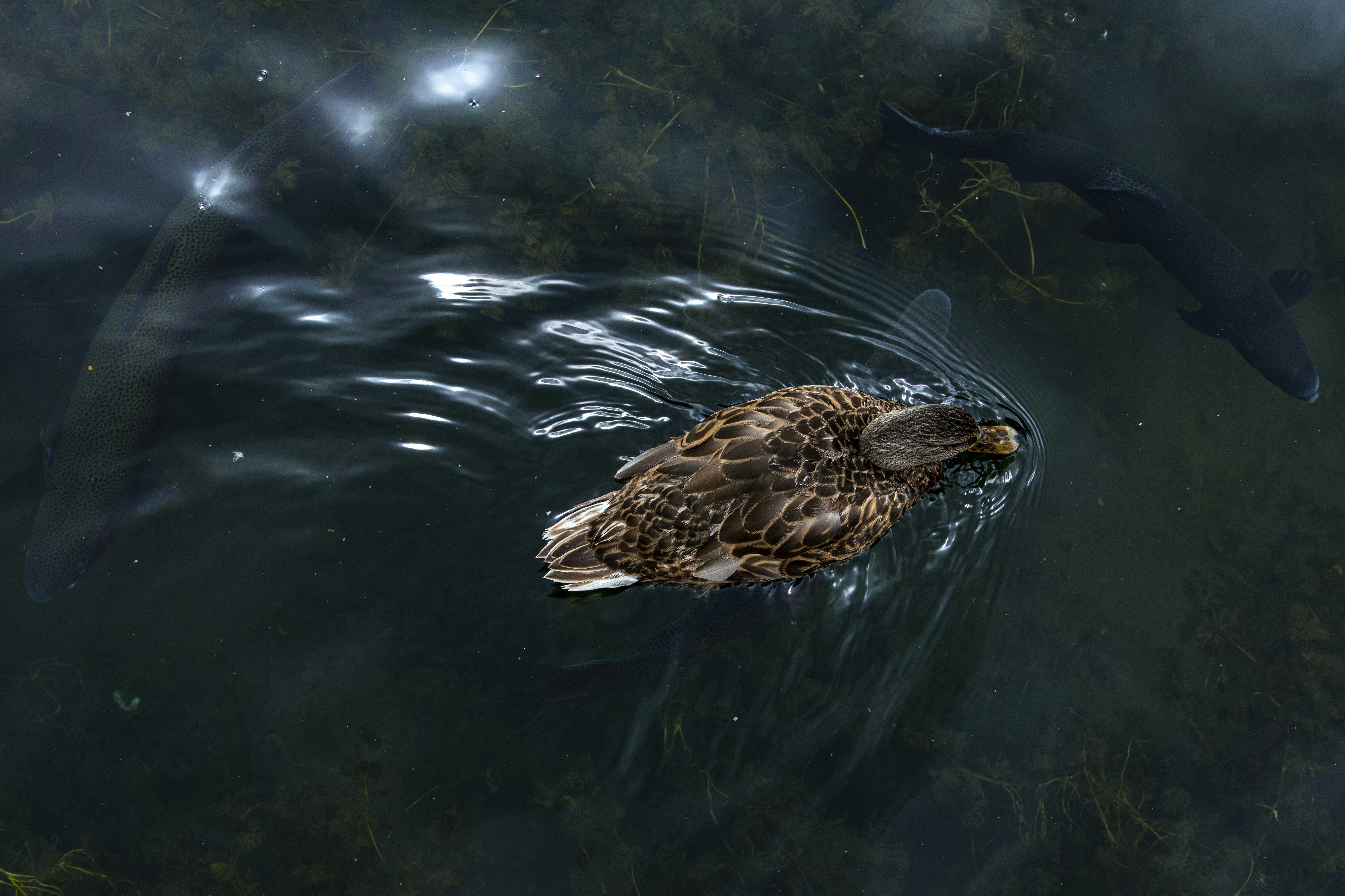 Photo by Jon Sailer with Nikon D850