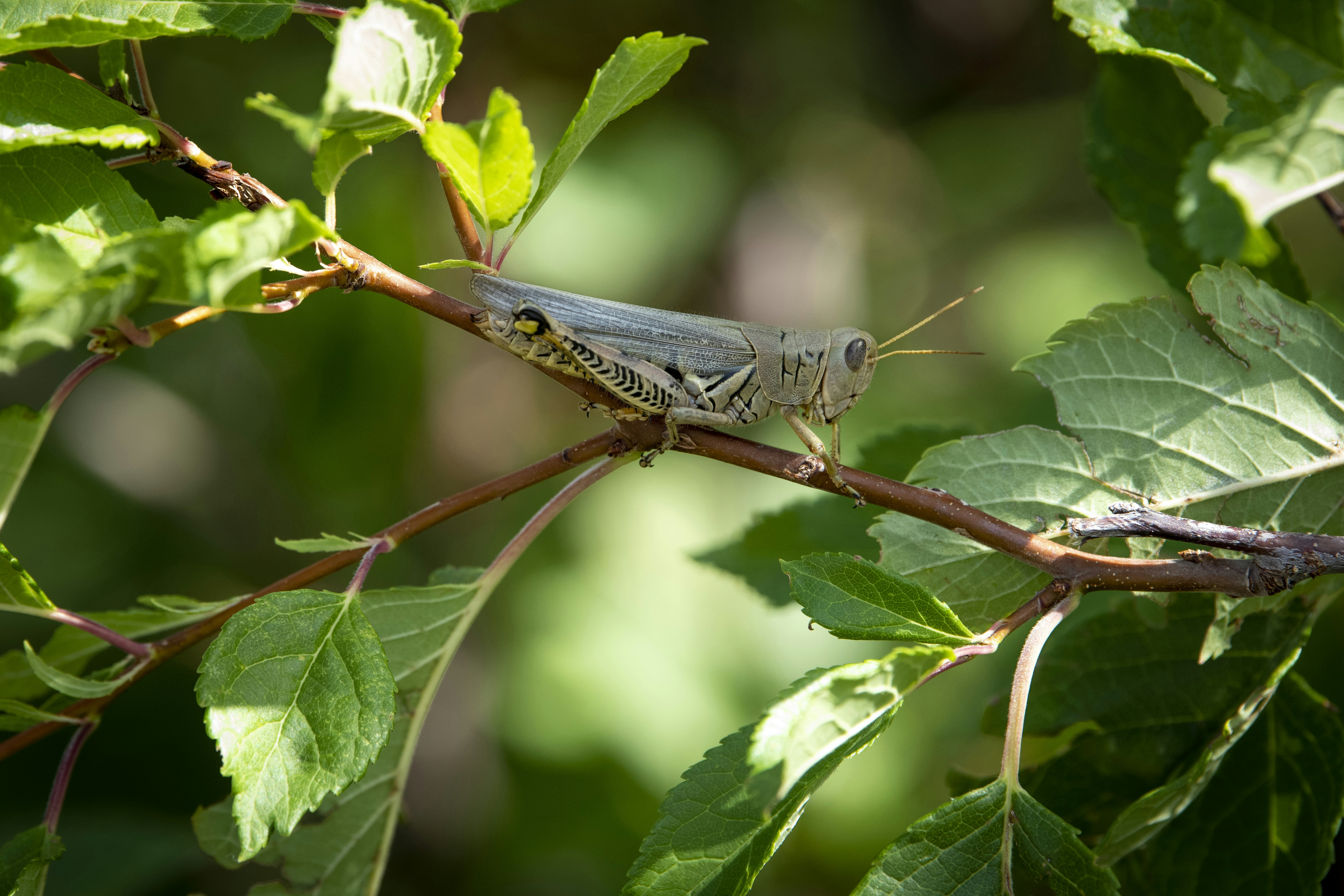 Dappled Light: Striped Grasshopper Perched on a Delicate Branch