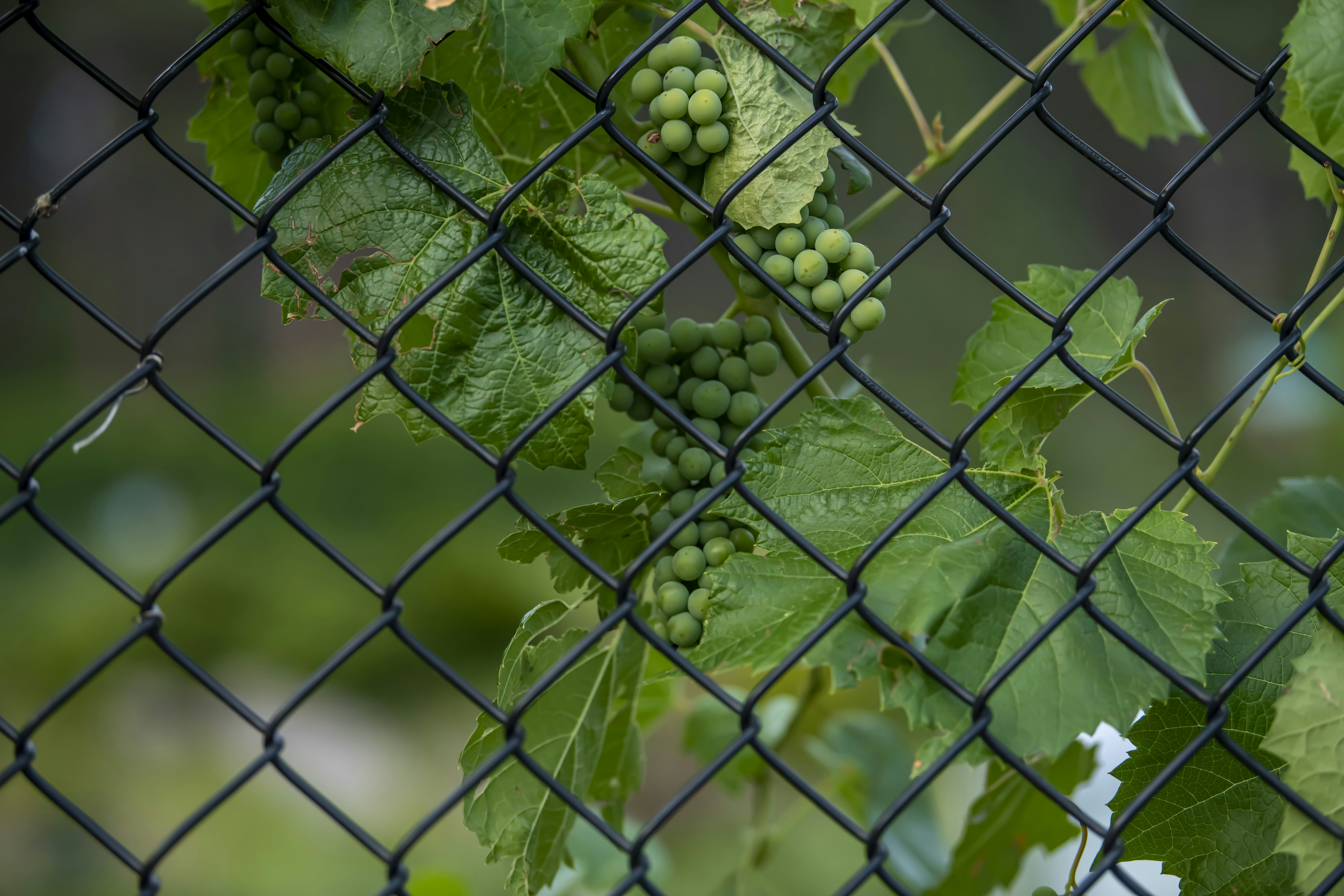 Vines of Quiet Resistance: Grapevines Climbing a Chain-Link Barrier