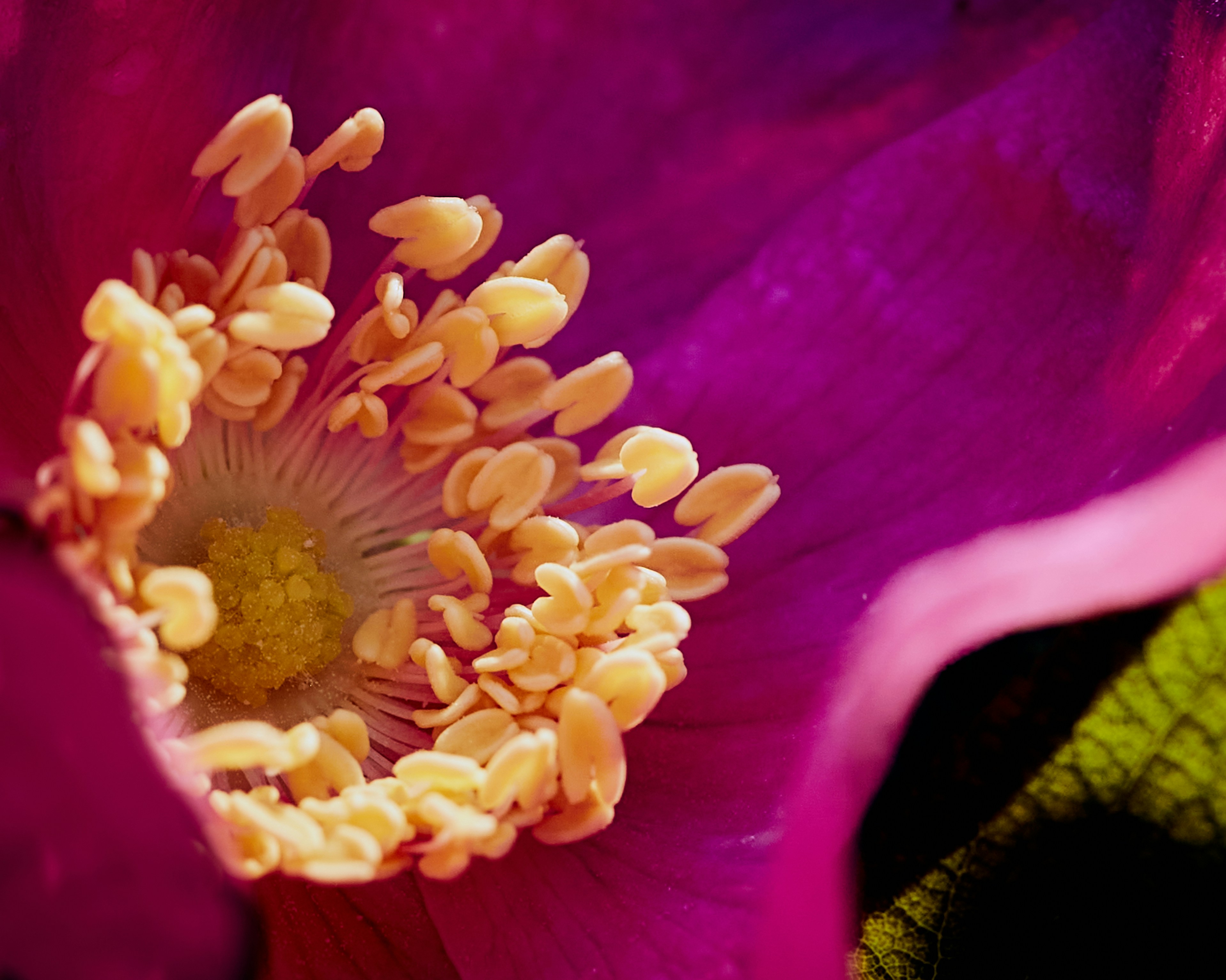 A close up of a flower photo – Free Pollen Image on Unsplash