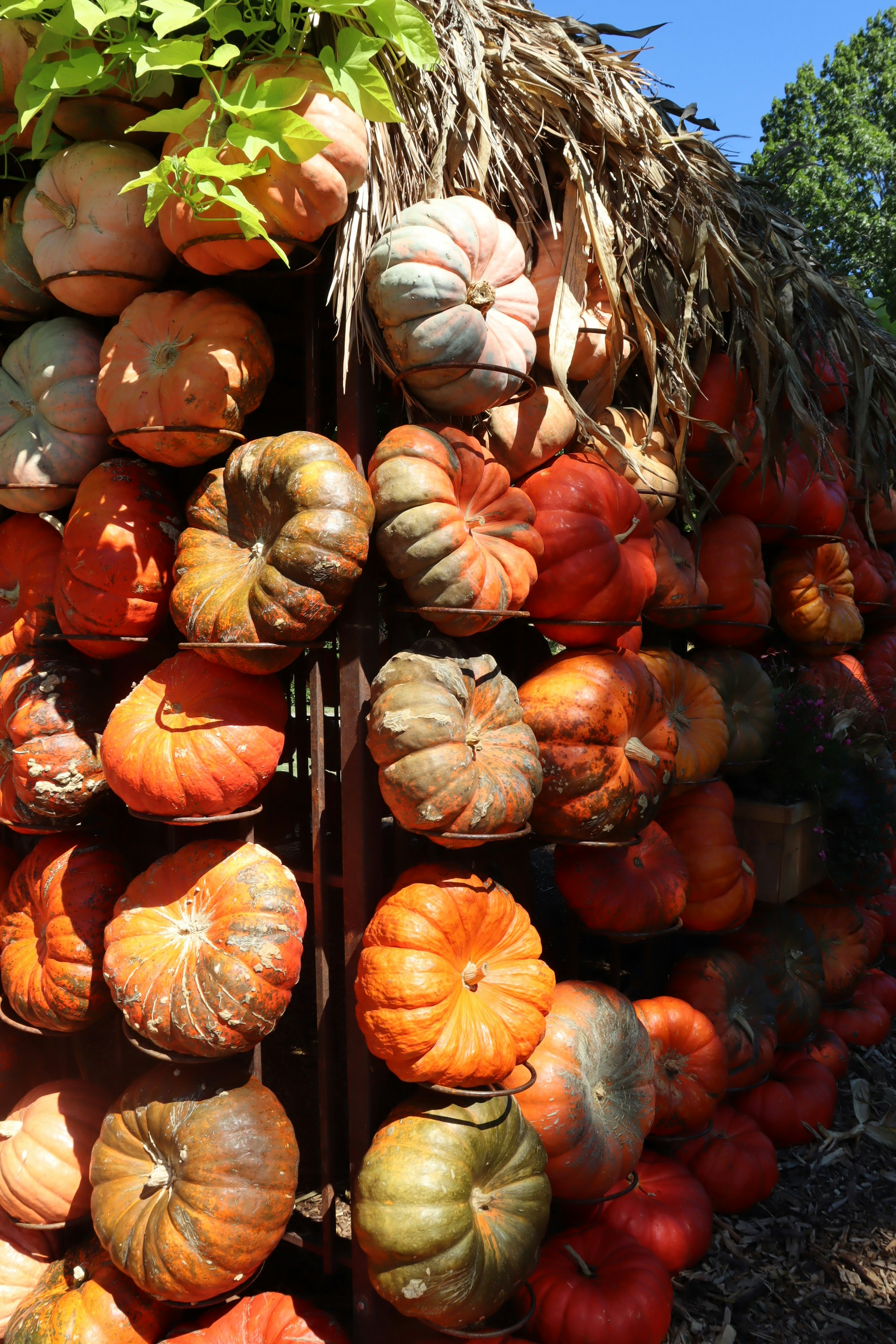 a group of pumpkins