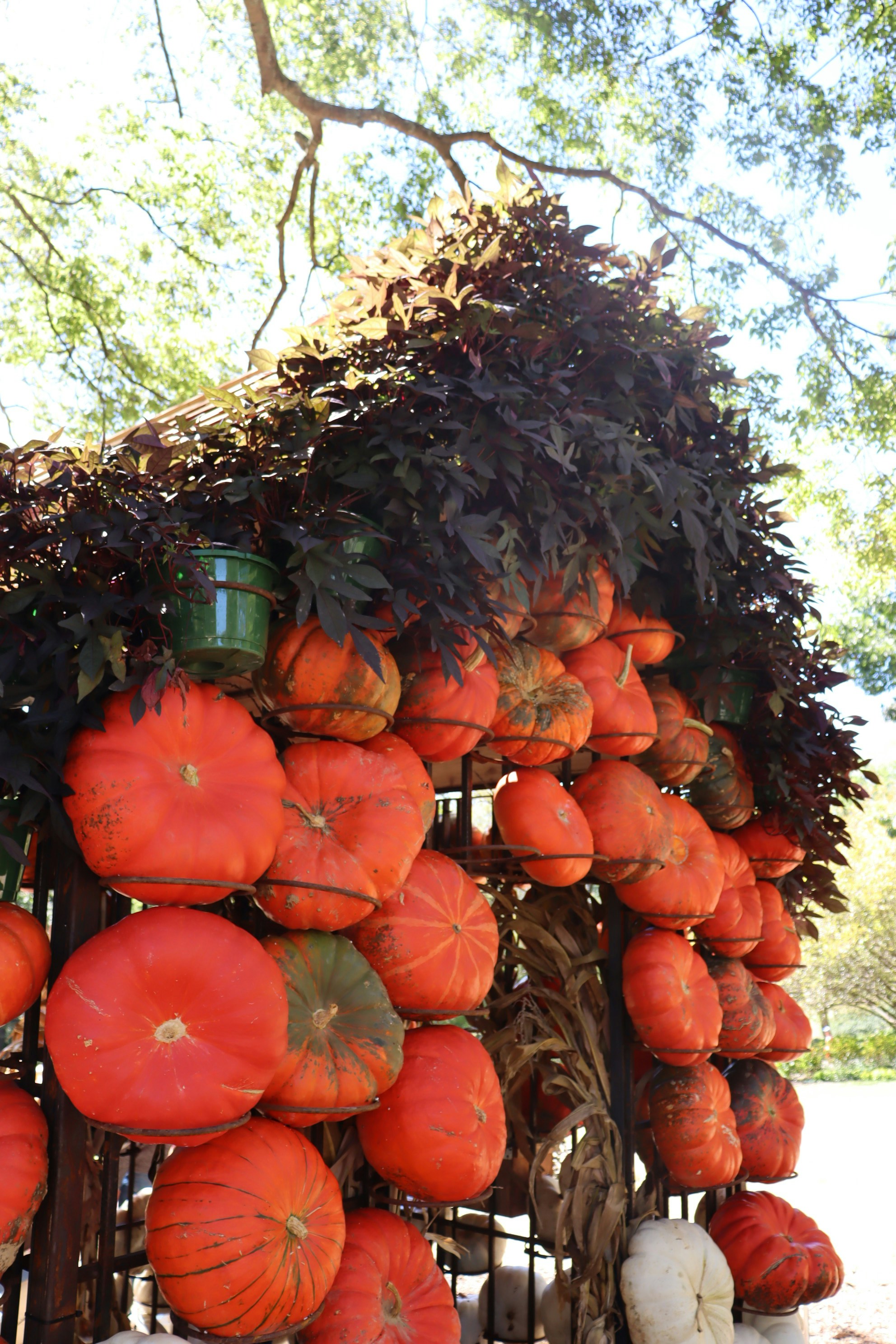 Harvest Arch: A Peak of Orange in an Open Pumpkin Archway