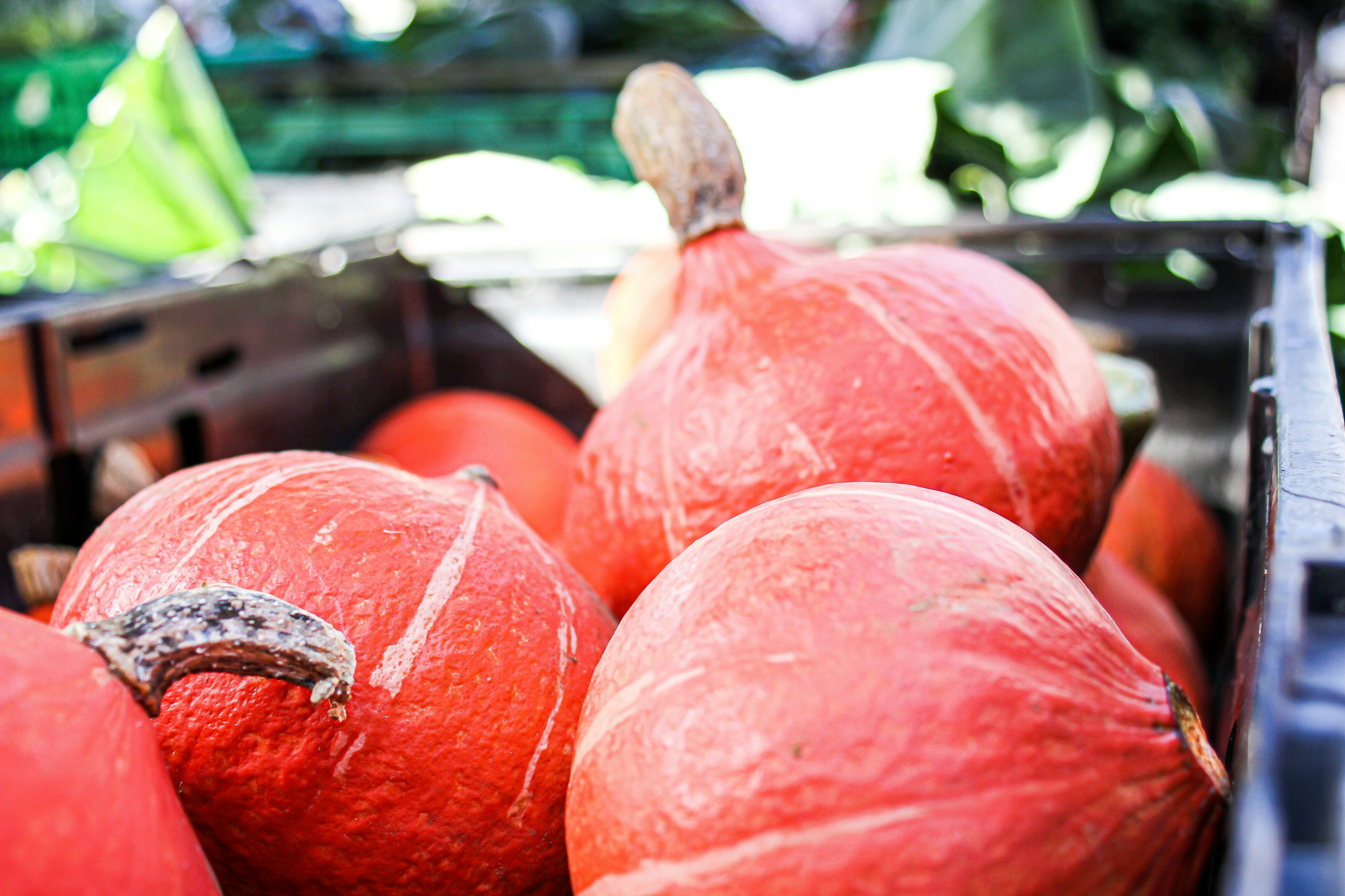 Crimson Harvest: Pumpkins Piled in a Rustic Crate
