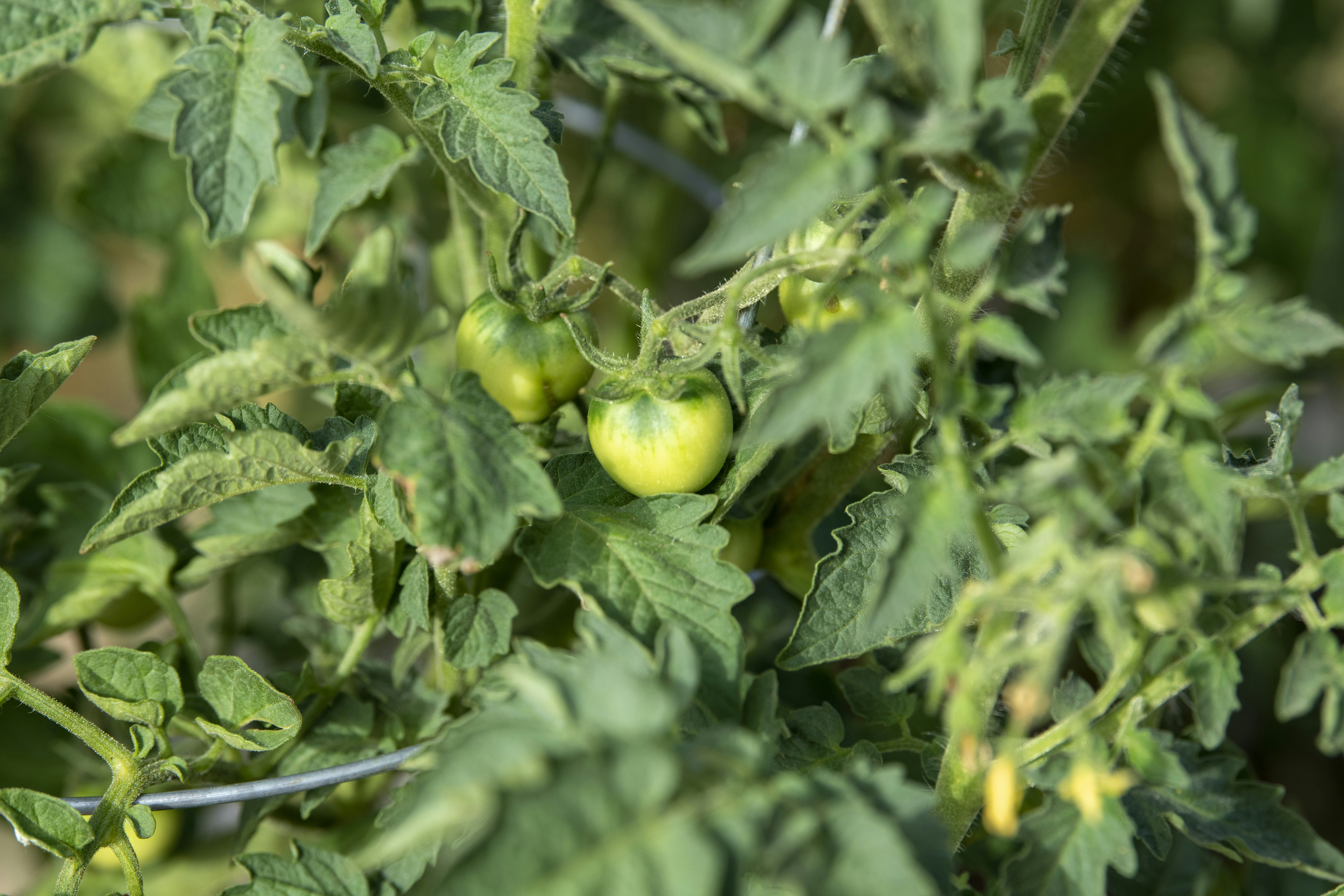 Green Tomatoes in a Nest of Leaves