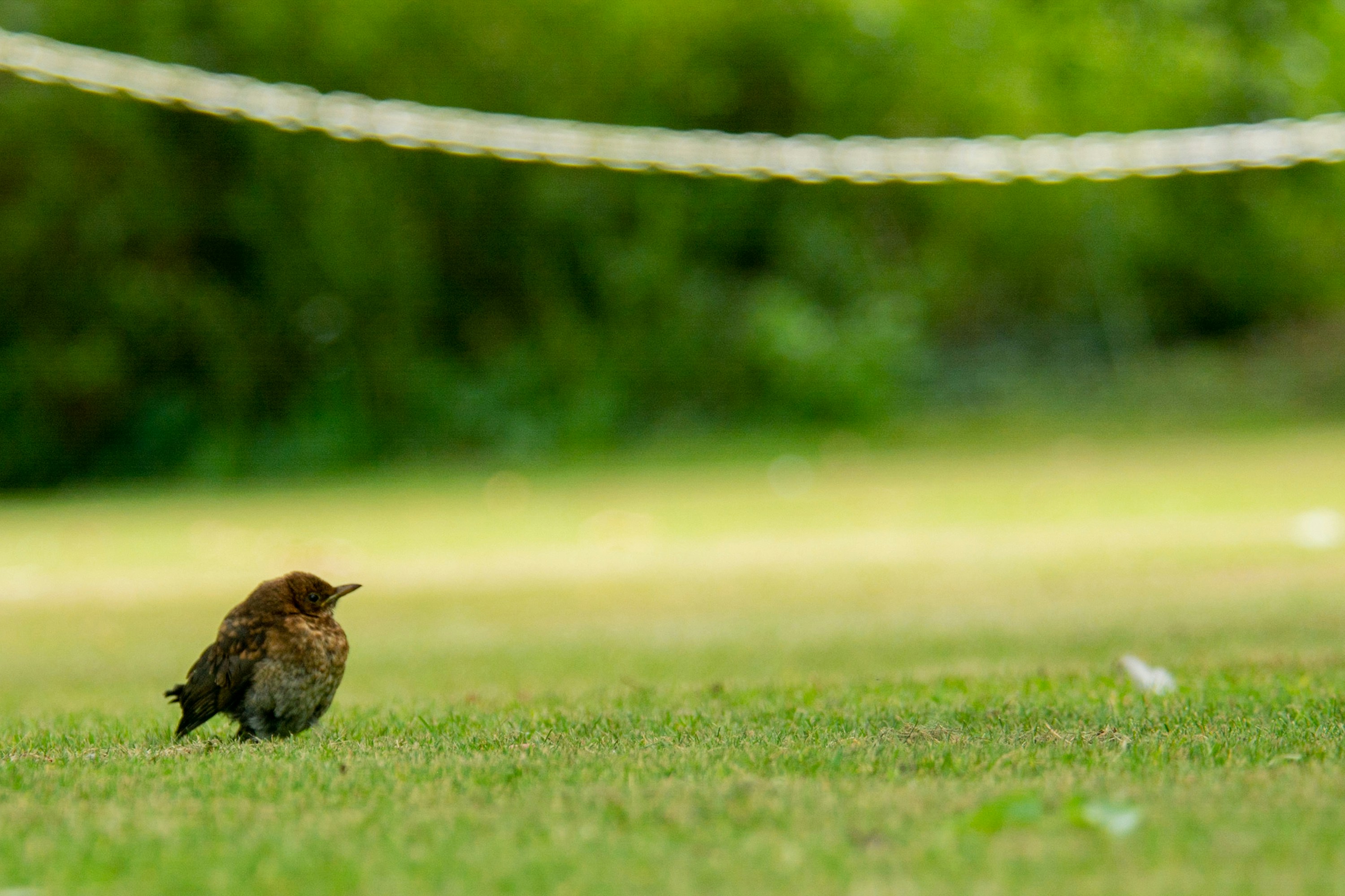 A small bird flying photo – Free Bird Image on Unsplash