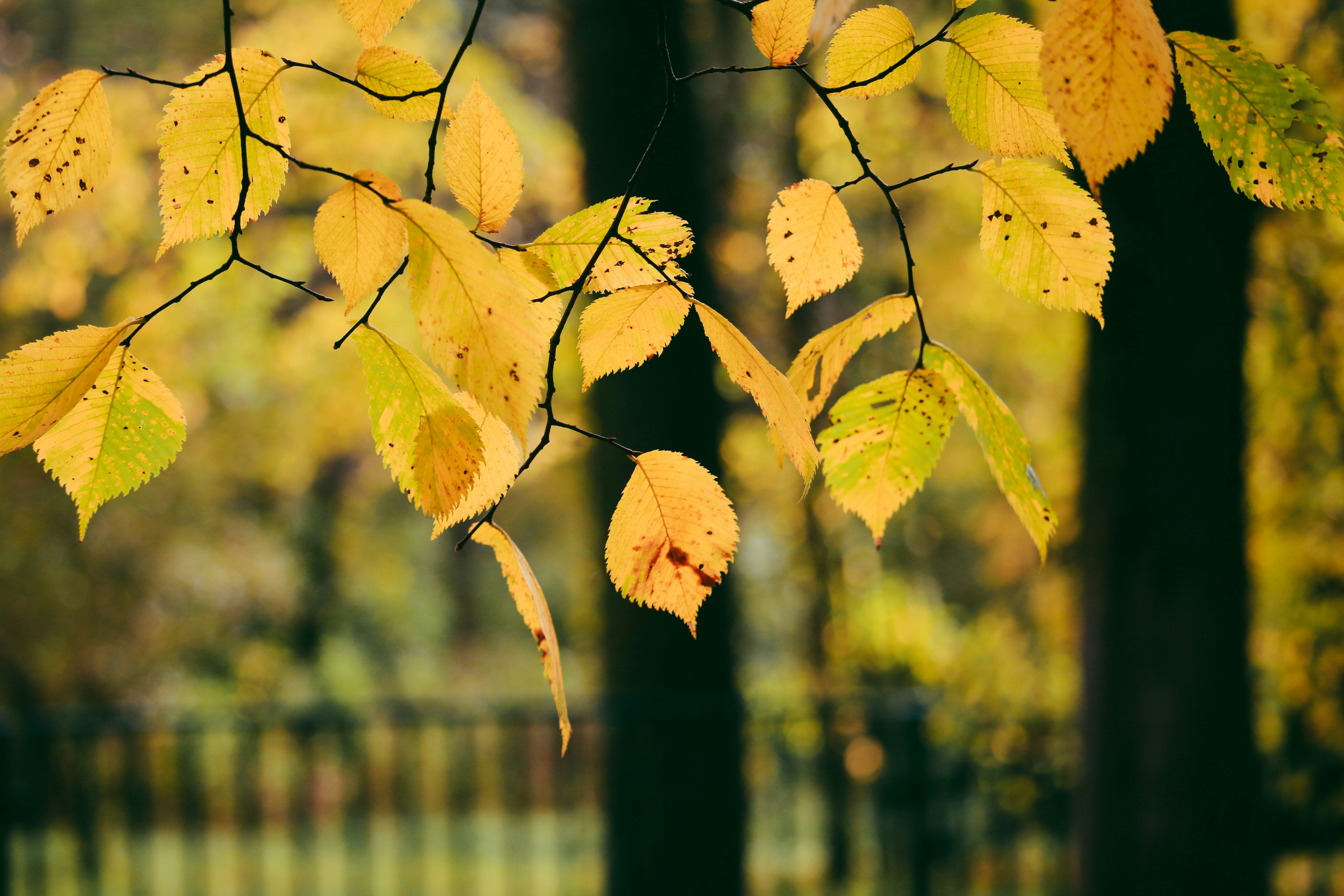 A group of leaves on a tree photo – Free Plant Image on Unsplash