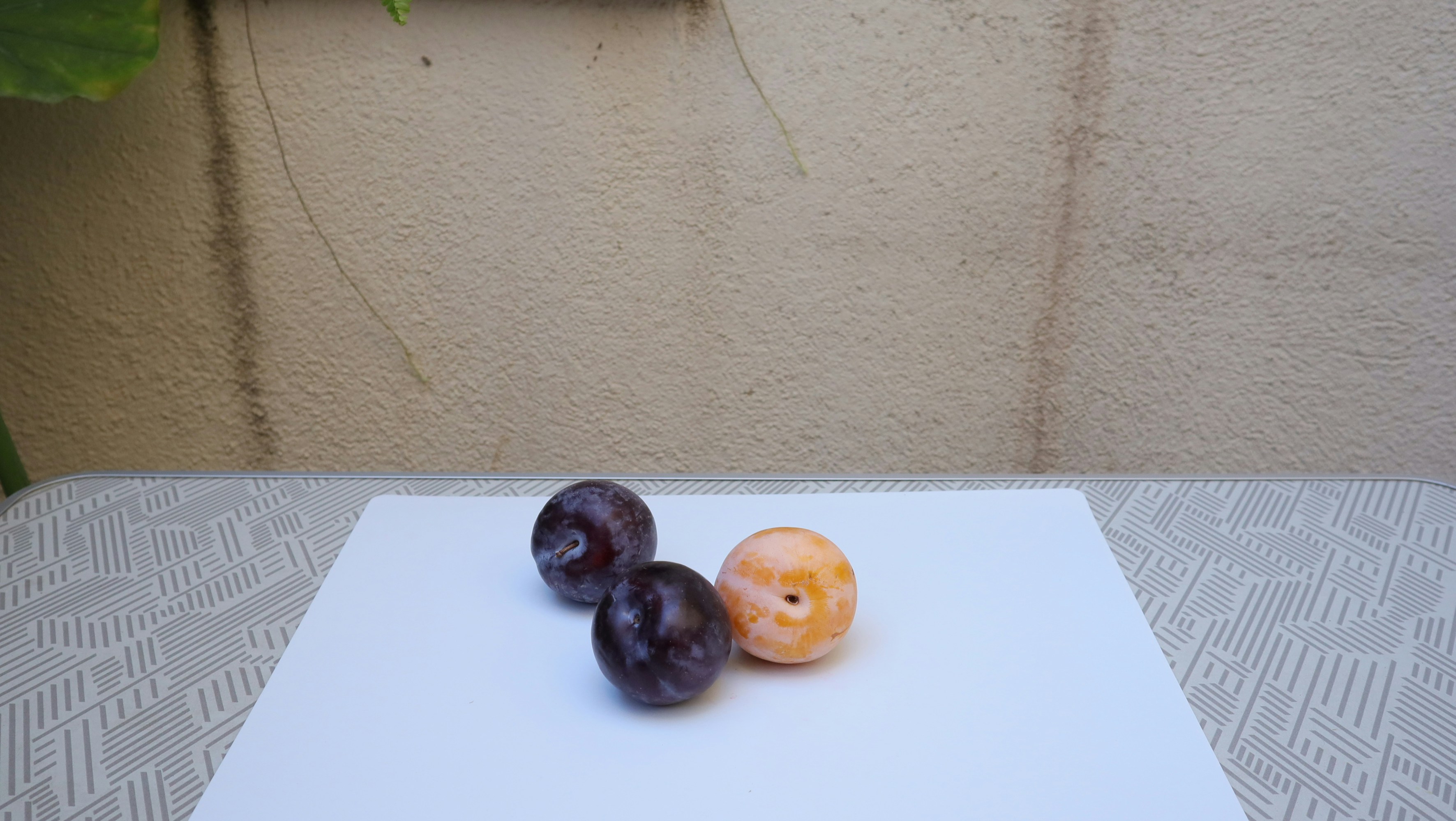 A couple of blueberries on a book photo – Free Barcelona Image on Unsplash
