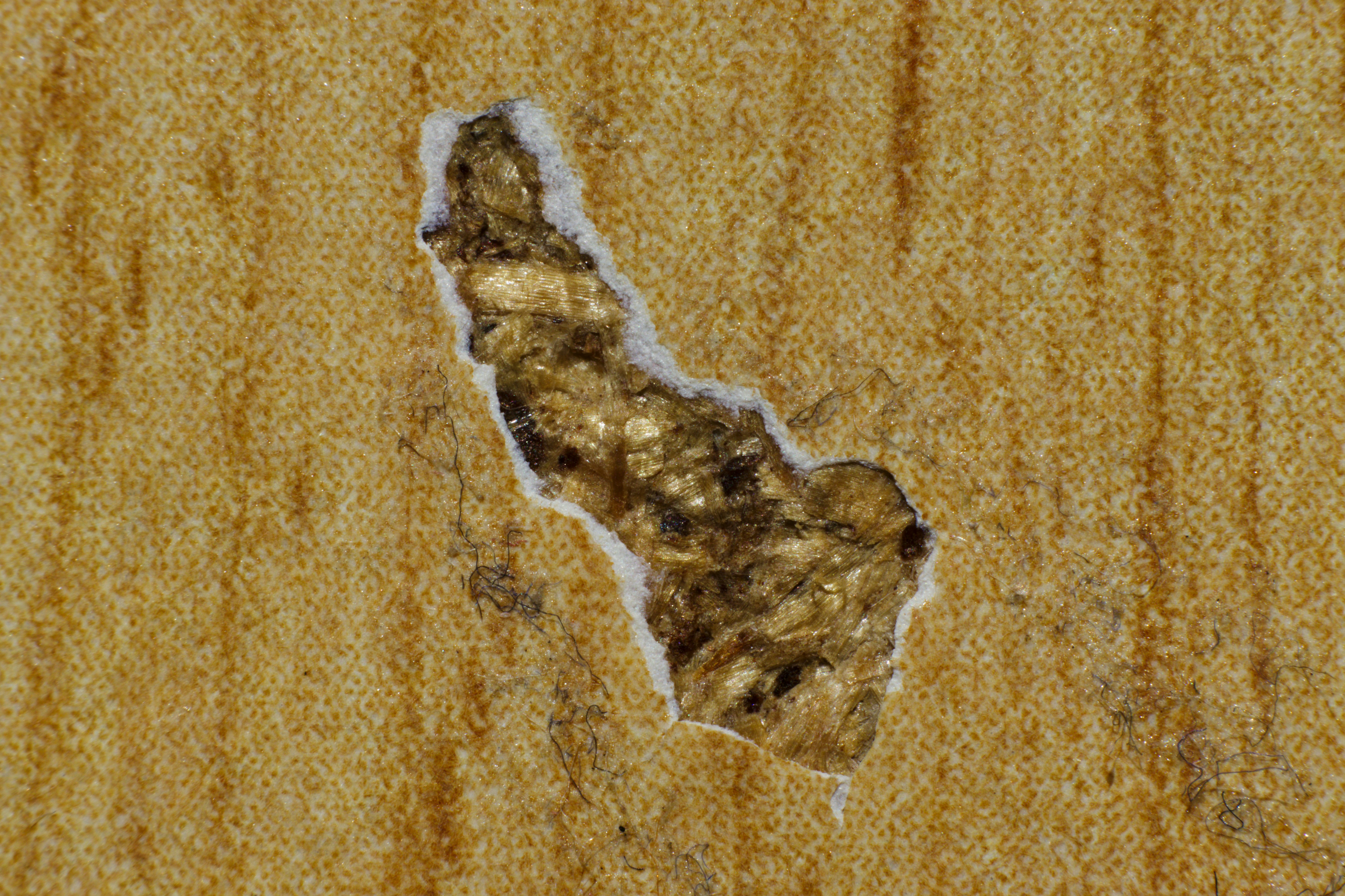 Gilded Tear in Oak: Macro Portrait of Fractured Grain