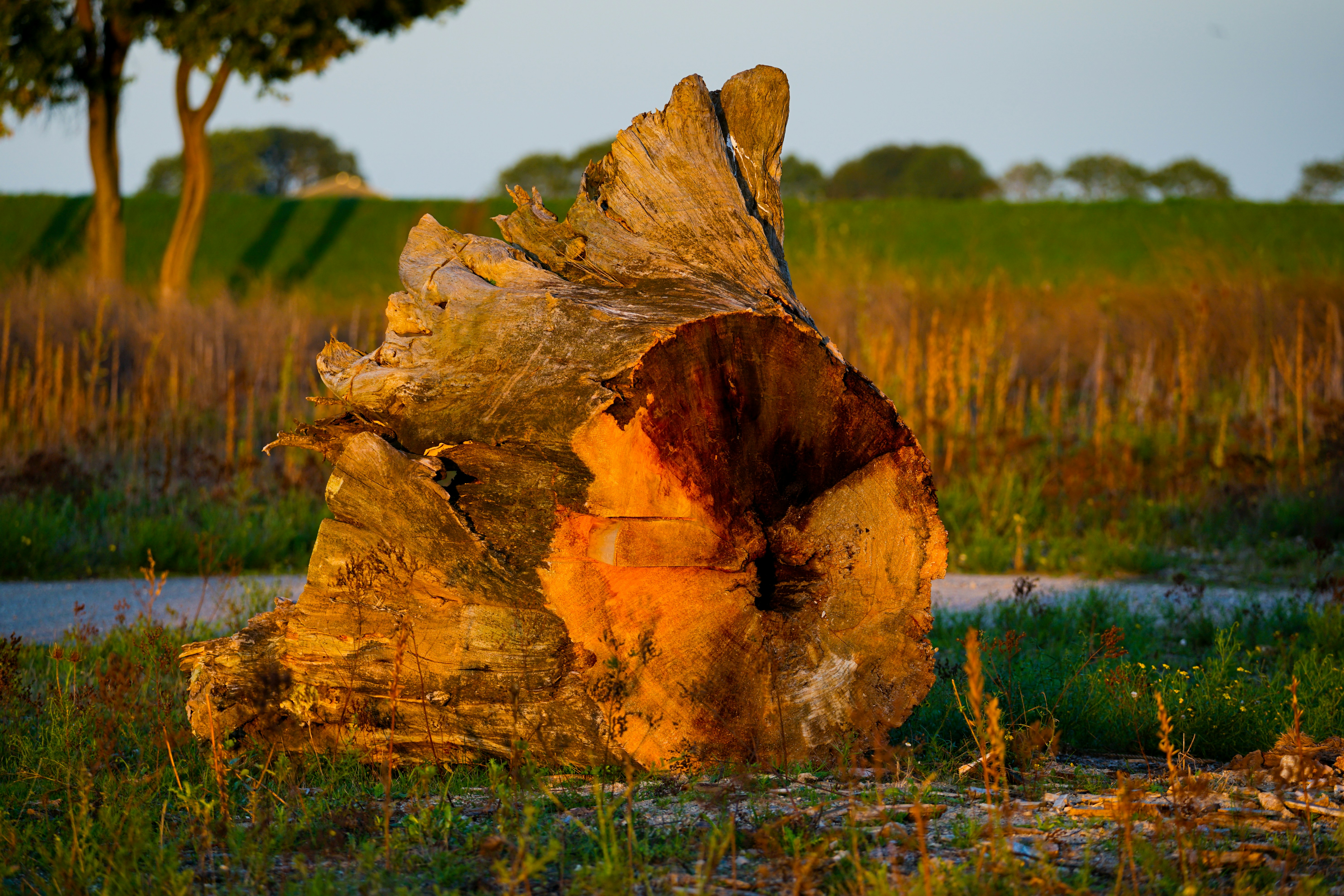 A tree stump in a field photo – Free Empel Image on Unsplash