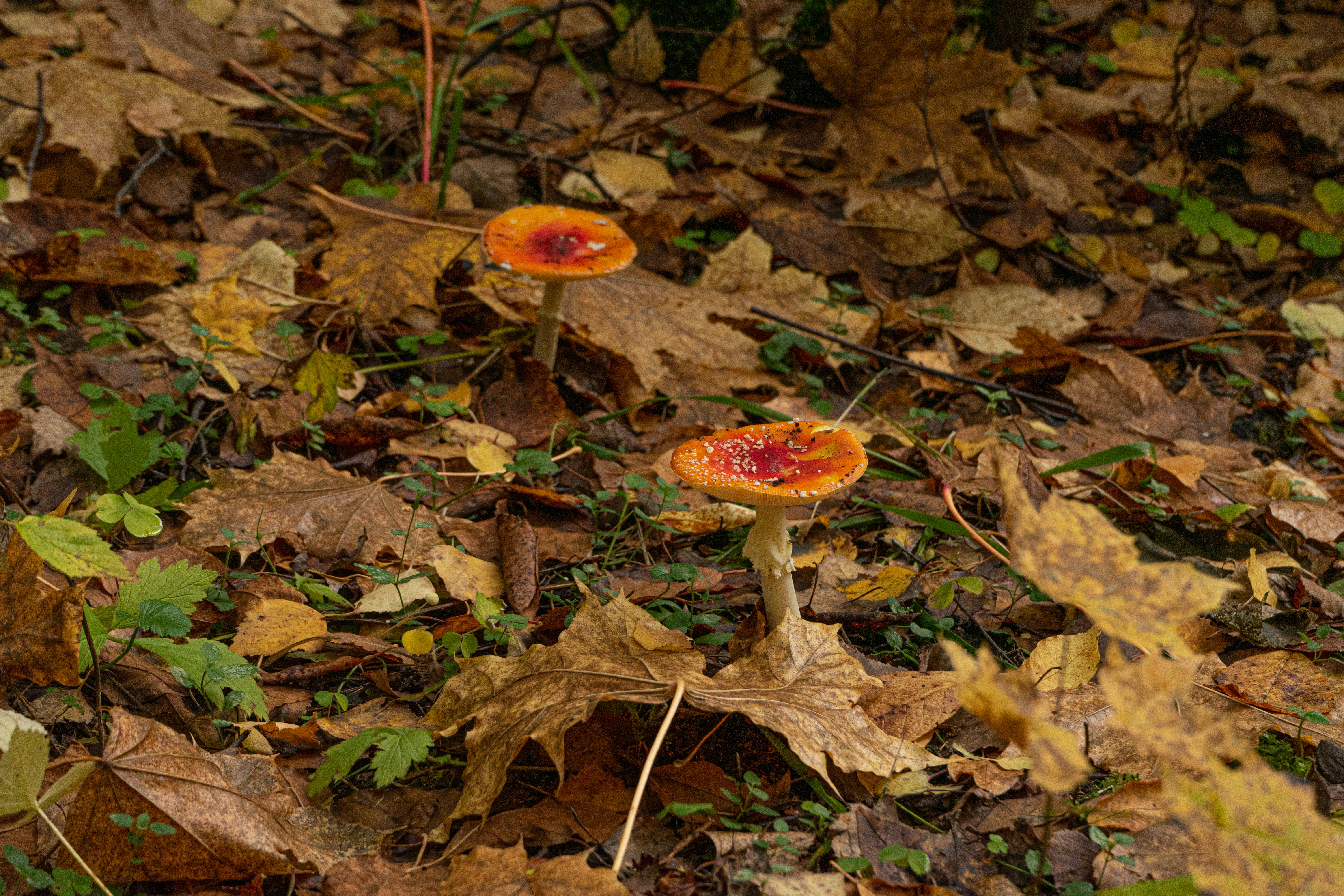 Orange-capped Mushrooms Rise Through a Quilt of Fallen Leaves