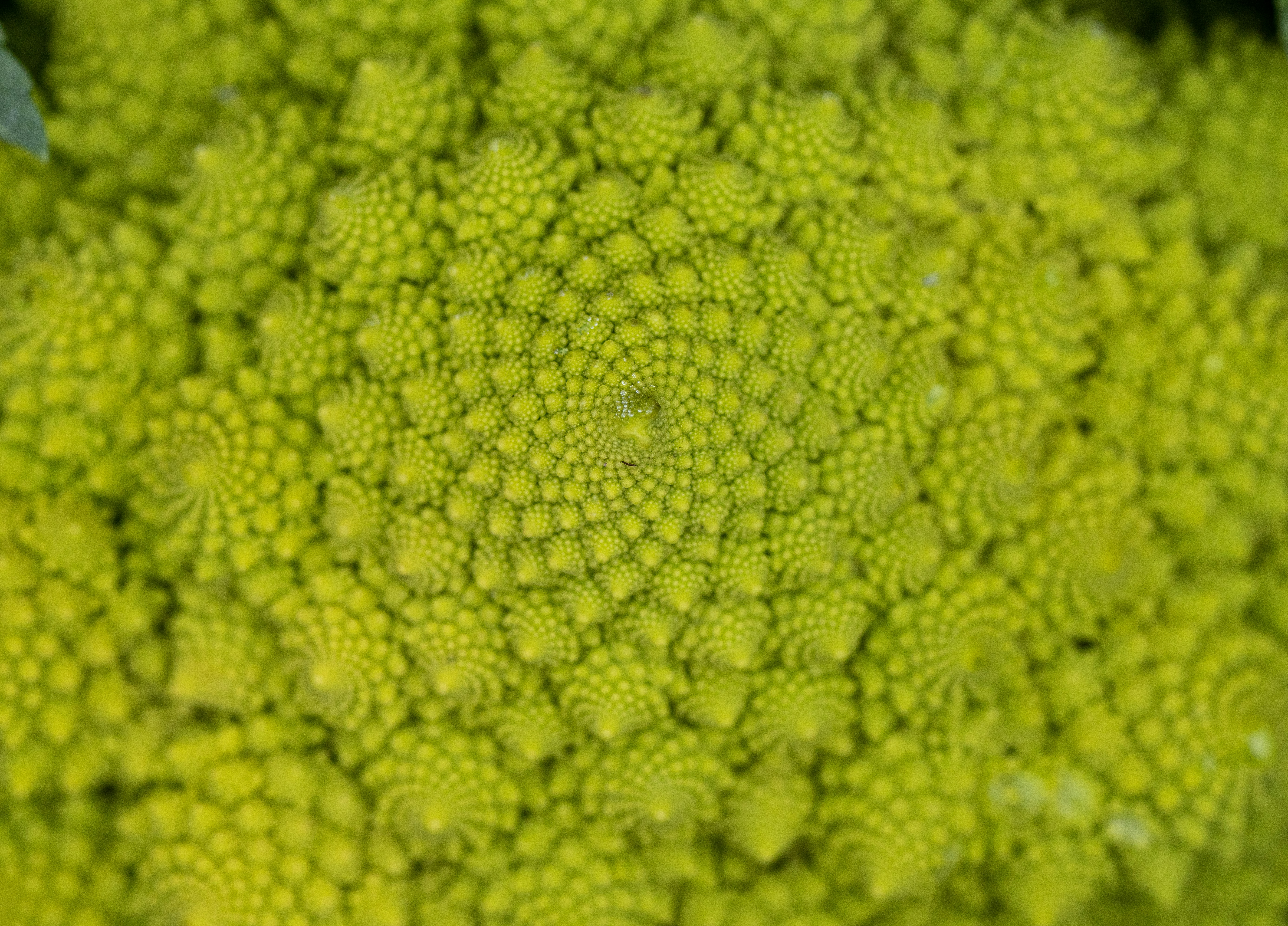 Fractal Lime: Macro Portrait of Romanesco's Intricate Spirals