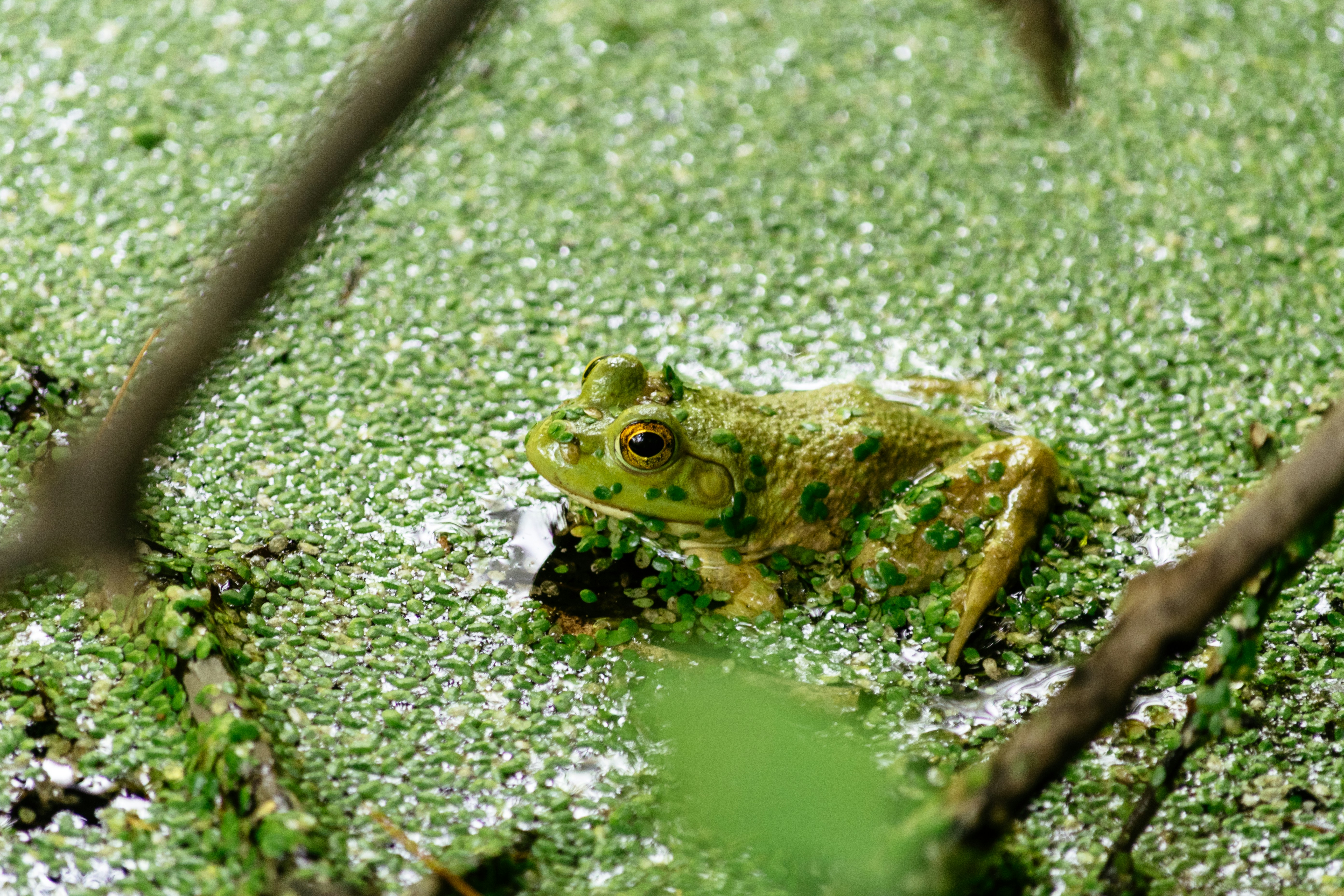 Frog Skin Texture Pictures | Download Free Images on Unsplash