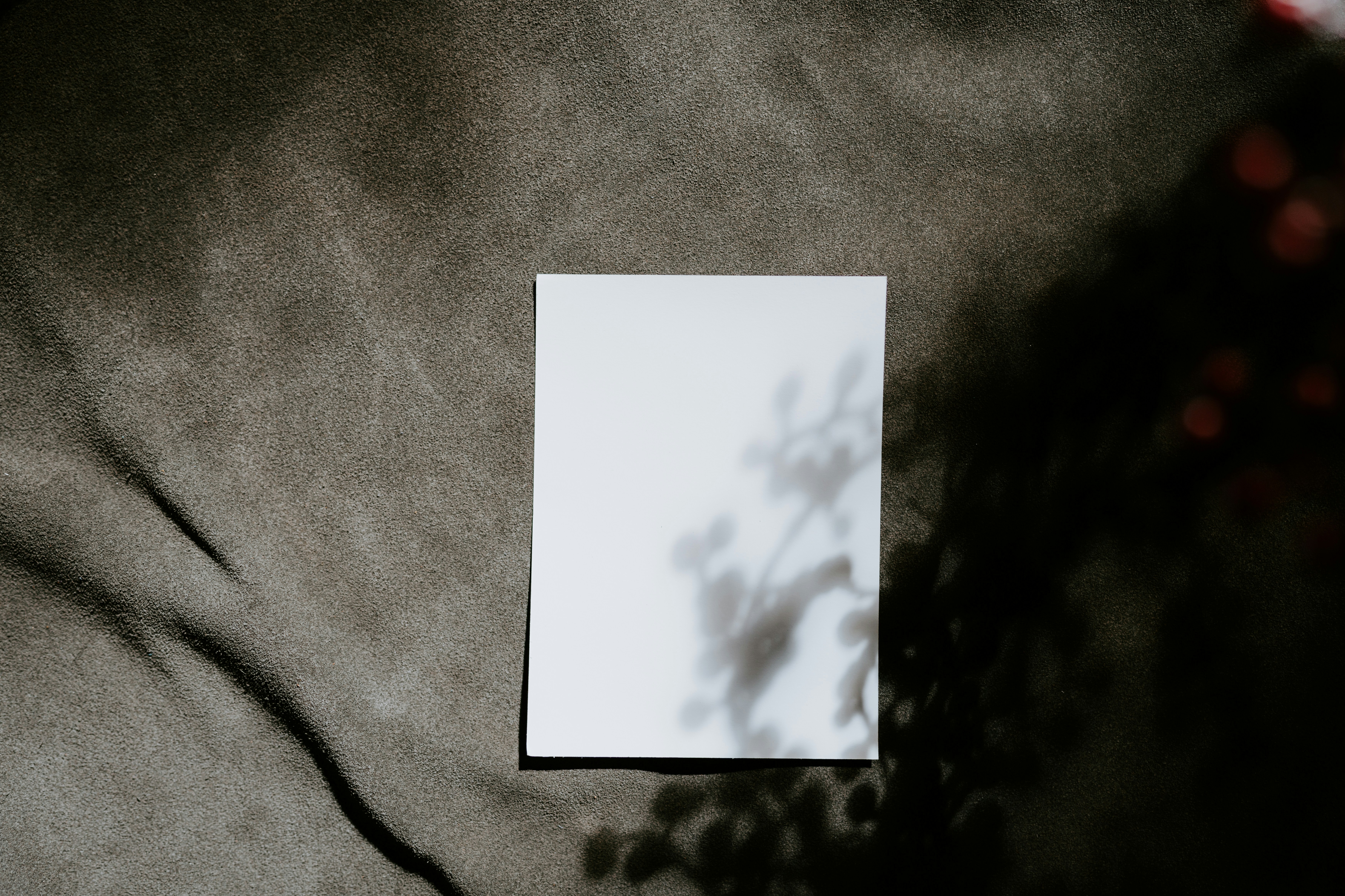 A white screen with a tree on it photo – Free Grey Image on Unsplash