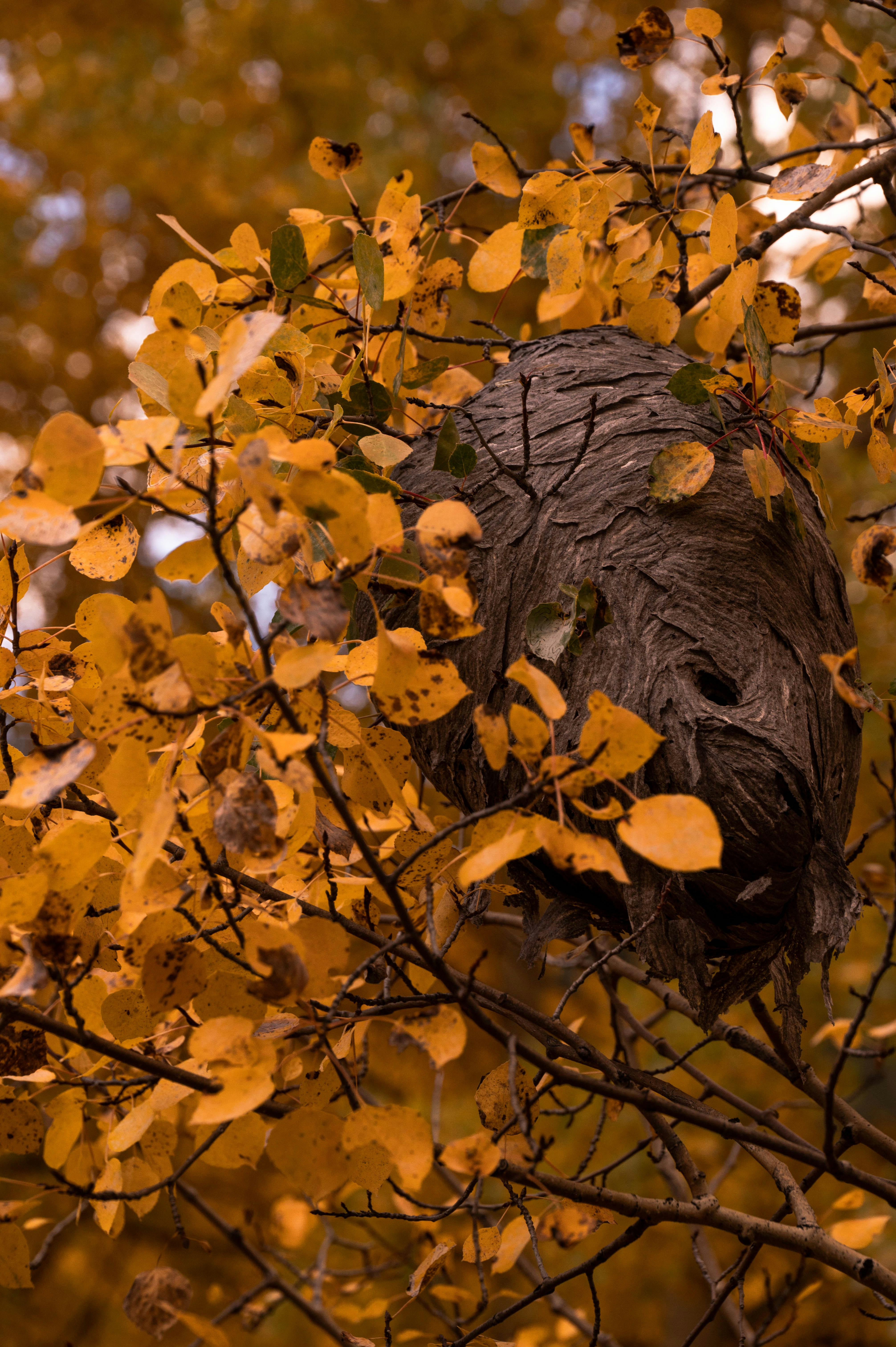 A bird in a tree photo – Free Aspen Image on Unsplash