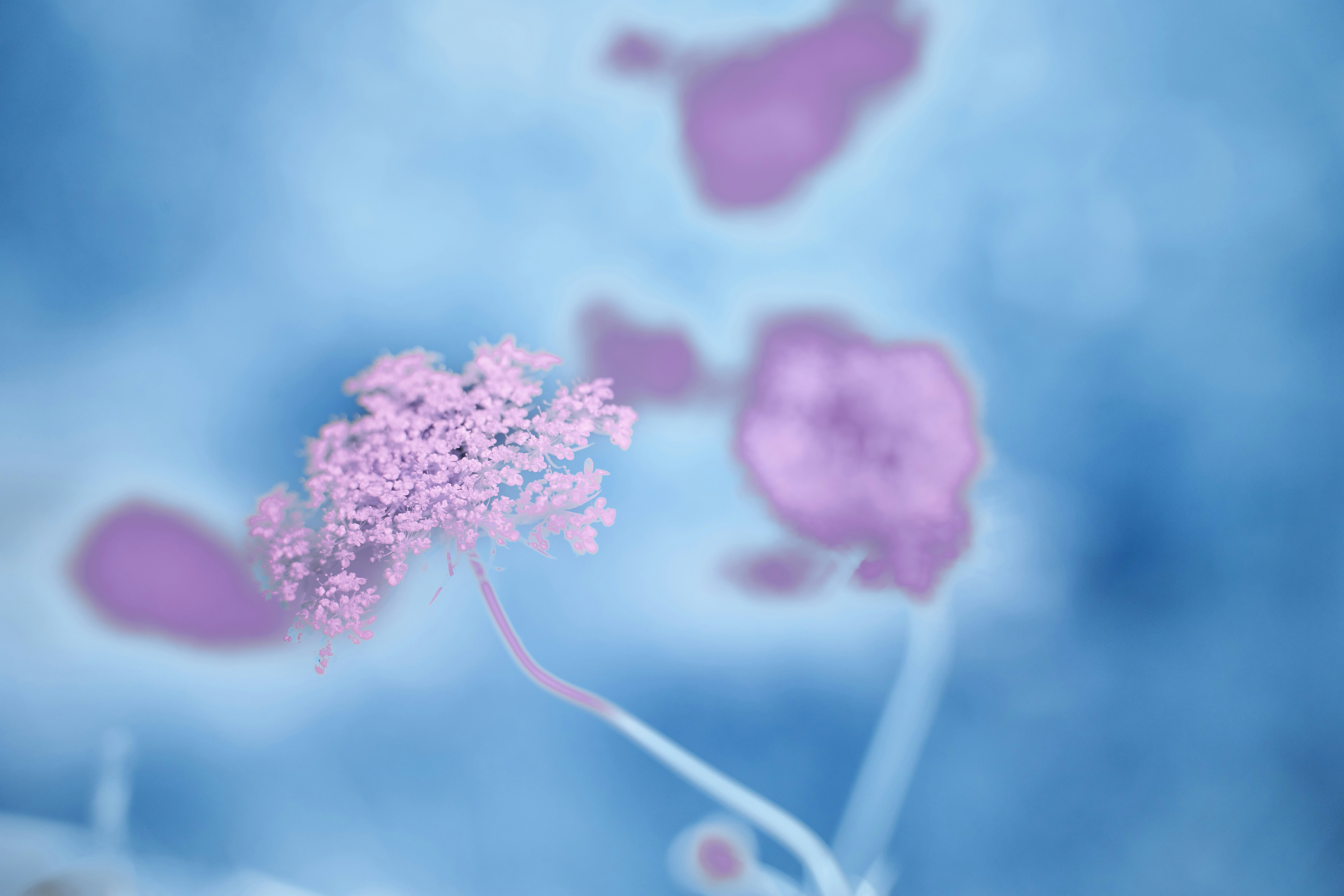 A close up of a flower photo – Free Infrared Image on Unsplash