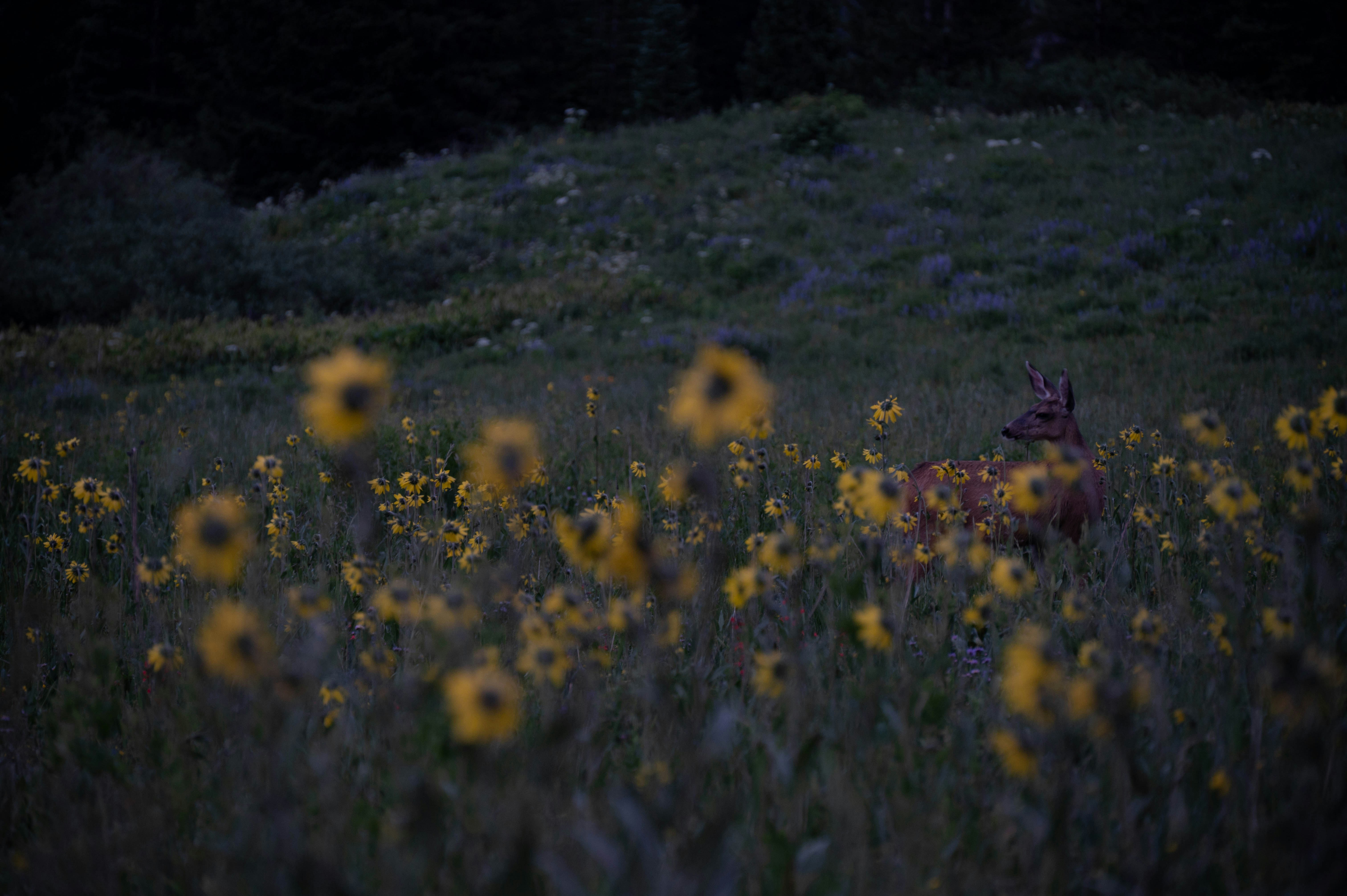 Whispers of the Meadow at Dusk