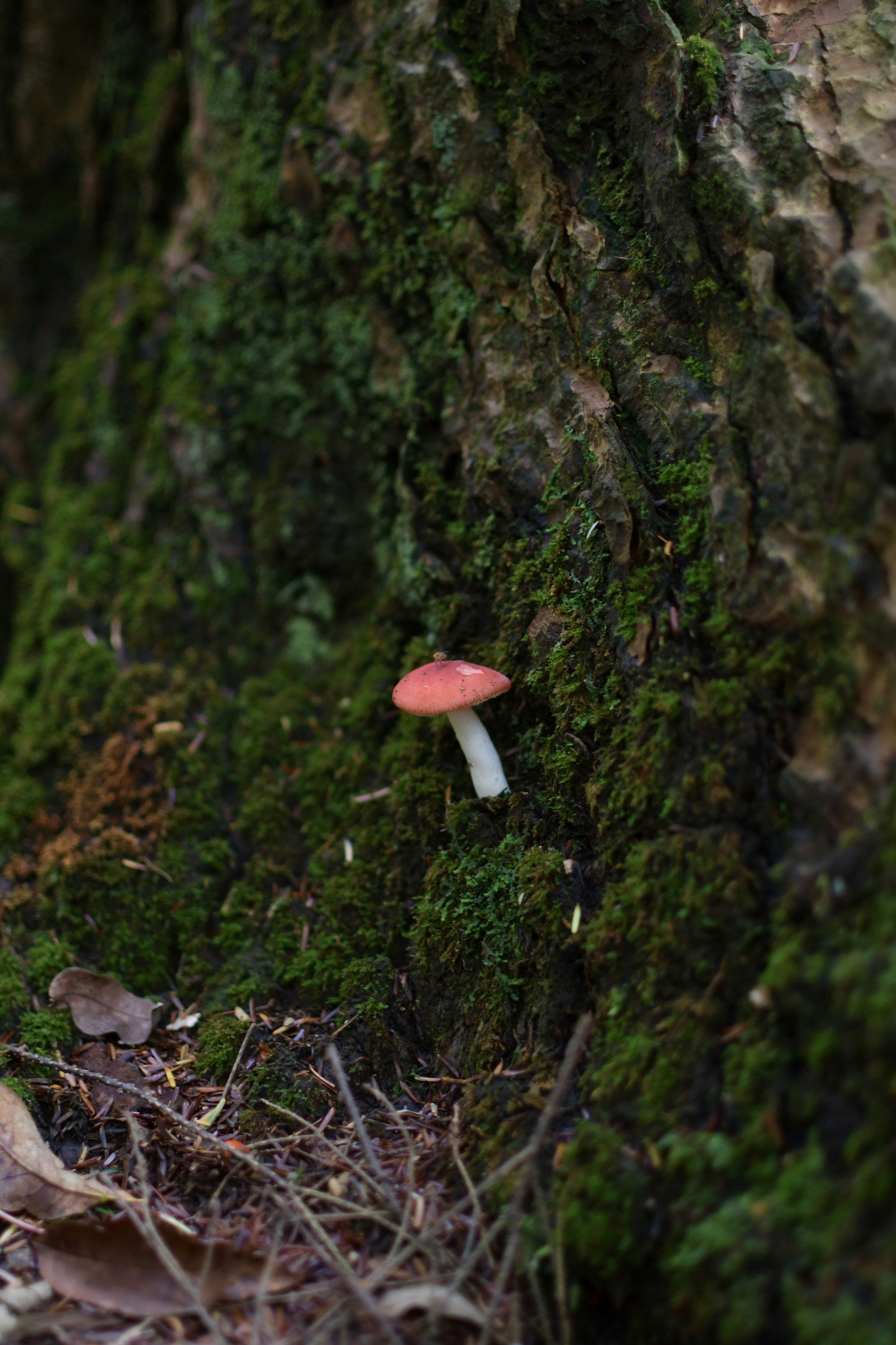 A mushroom growing out of a tree photo – Free Mushroom Image on Unsplash