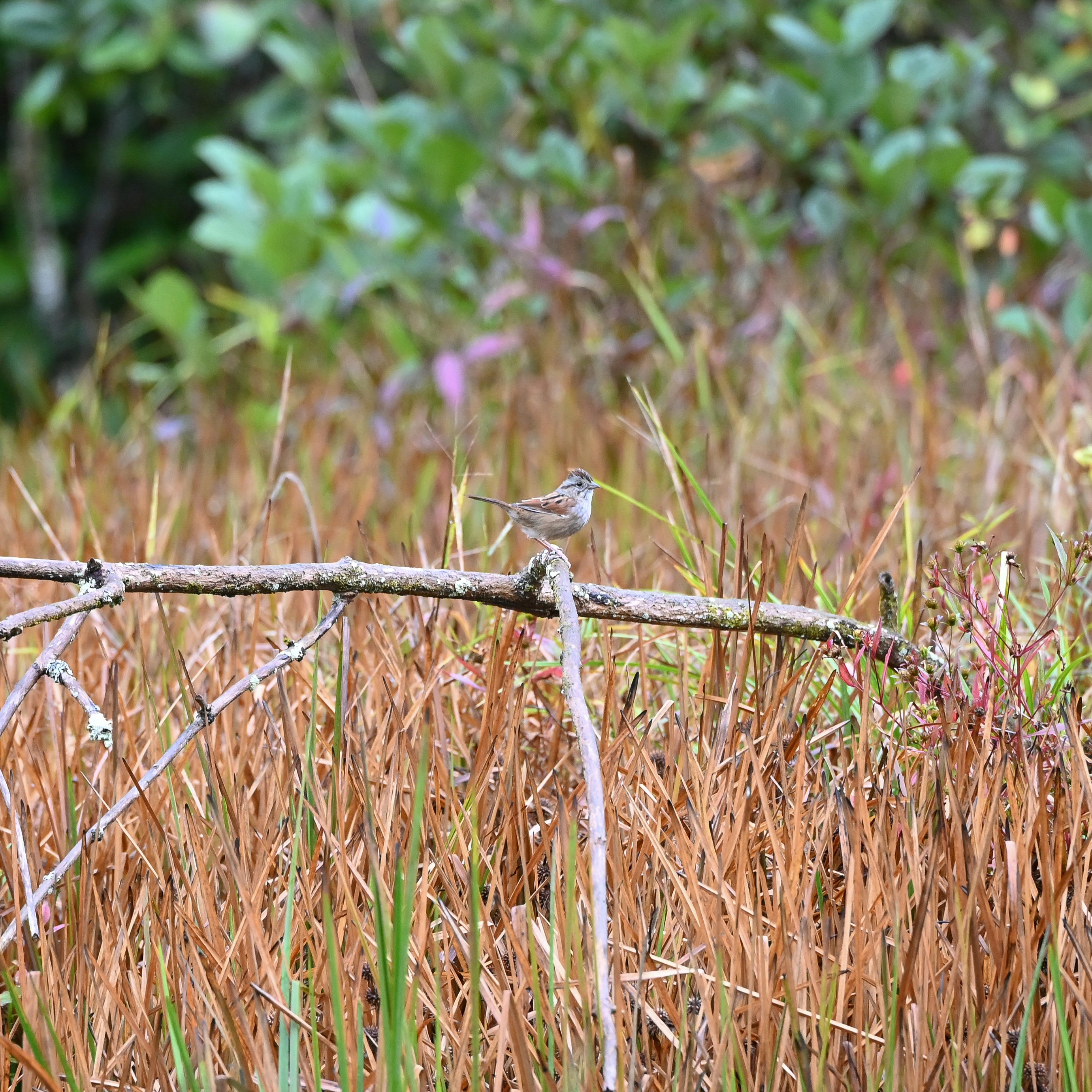 A small songbird perched on a branch amidst a backdrop of golden grasses and vibrant foliage. The scene captures the essence of nature's tranquility.