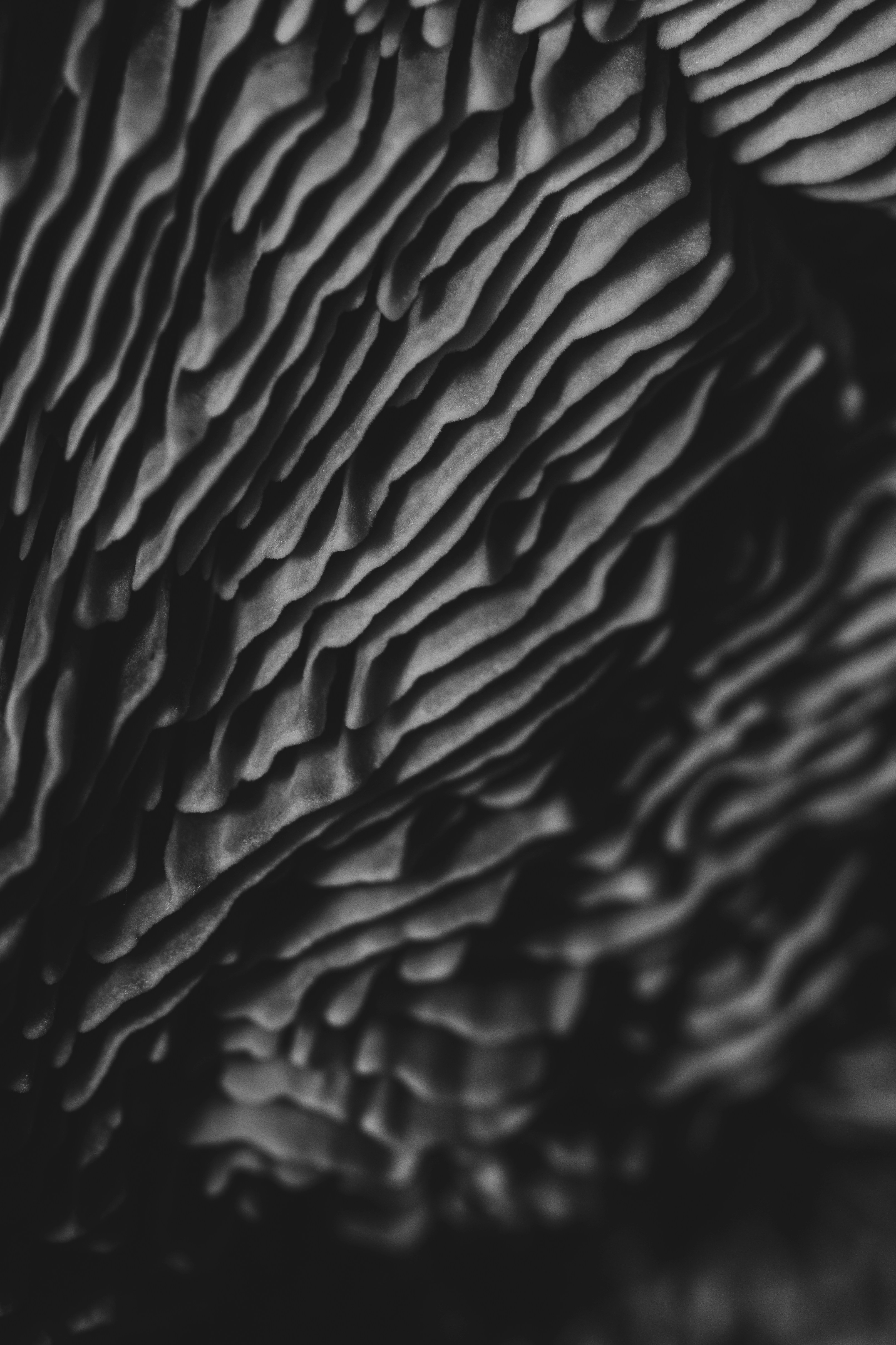 Close-up of intricate, layered textures resembling natural formations, captured in monochrome. The interplay of light and shadow enhances the depth and detail.
