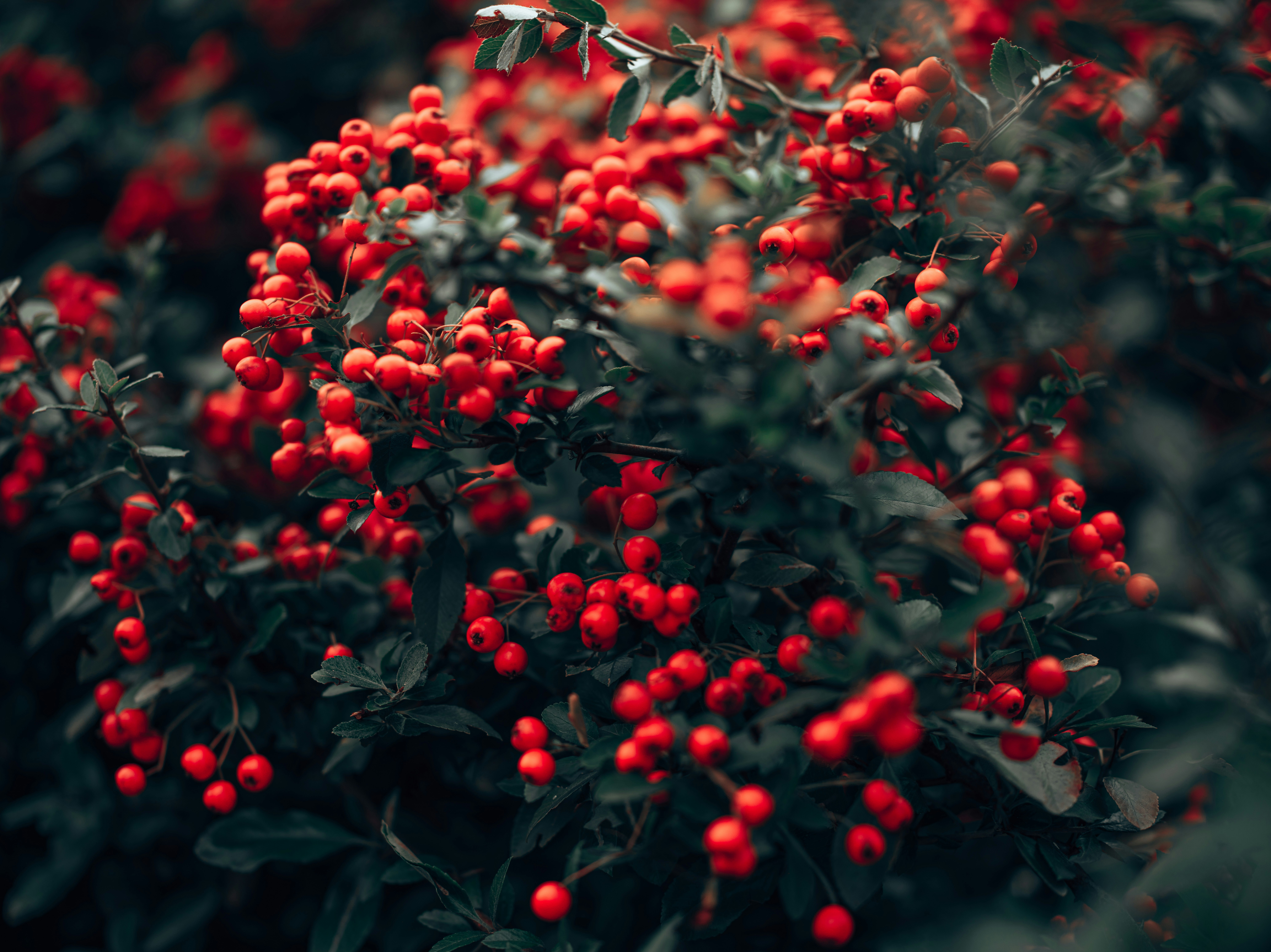 Foto zum Thema Ein Strauch mit roten Beeren – Kostenloses Bild zu ...