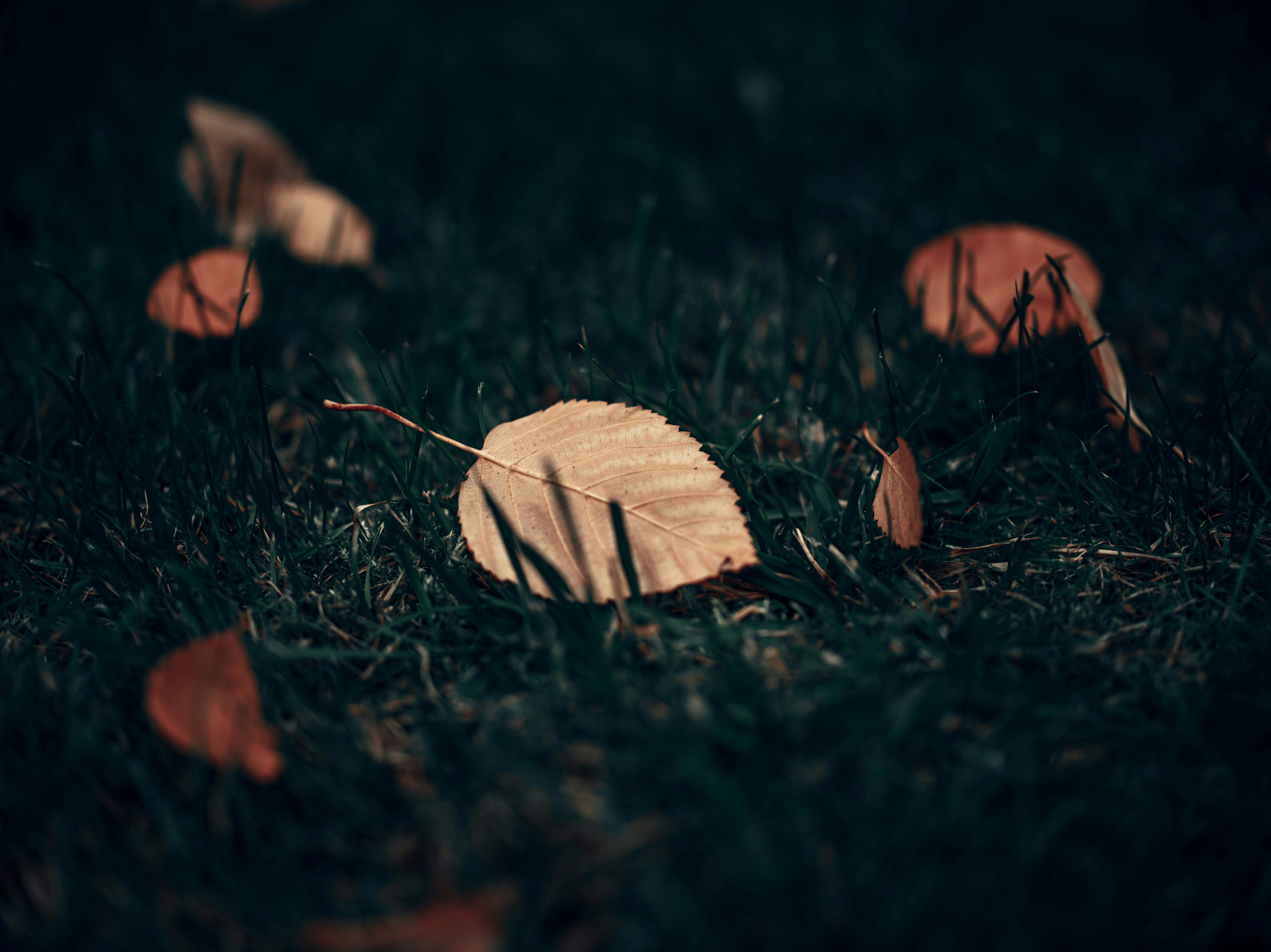 Amber Leaf in a Moonlit Patch of Grass