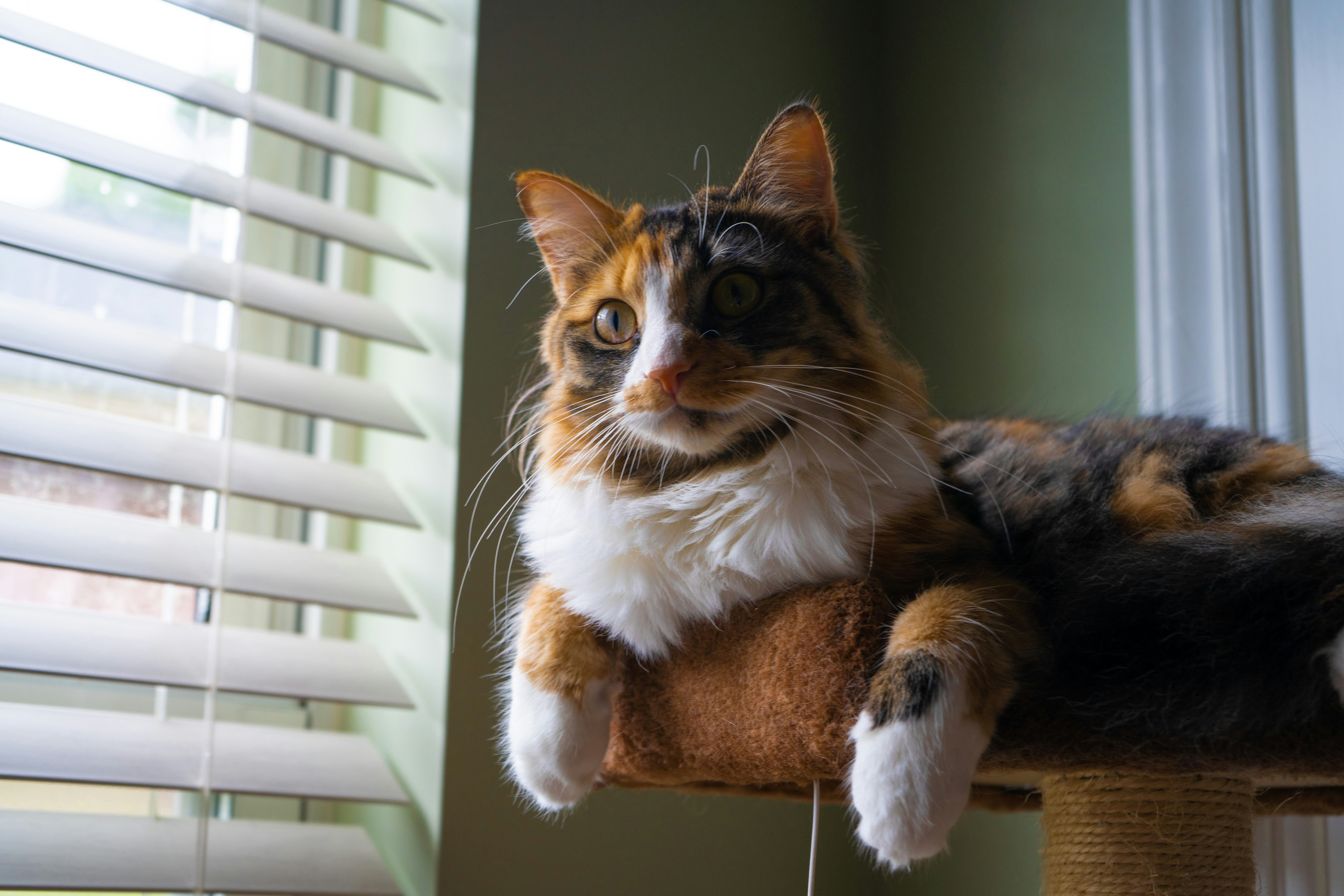 Calico cat lounging comfortably on a cat tree beside a window with sunlight filtering through blinds.