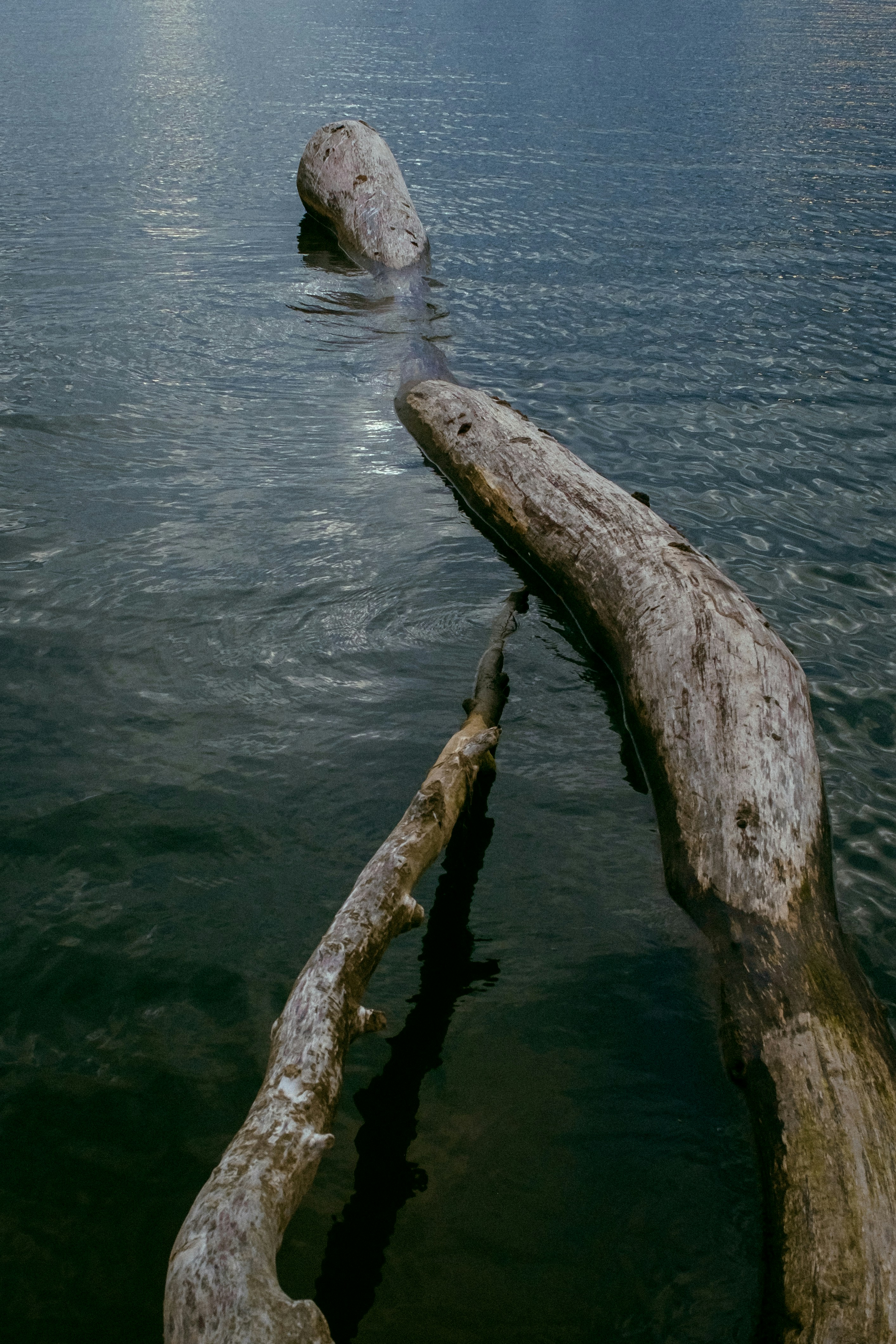Arcs of Weathered Driftwood Across a Glassy Lake