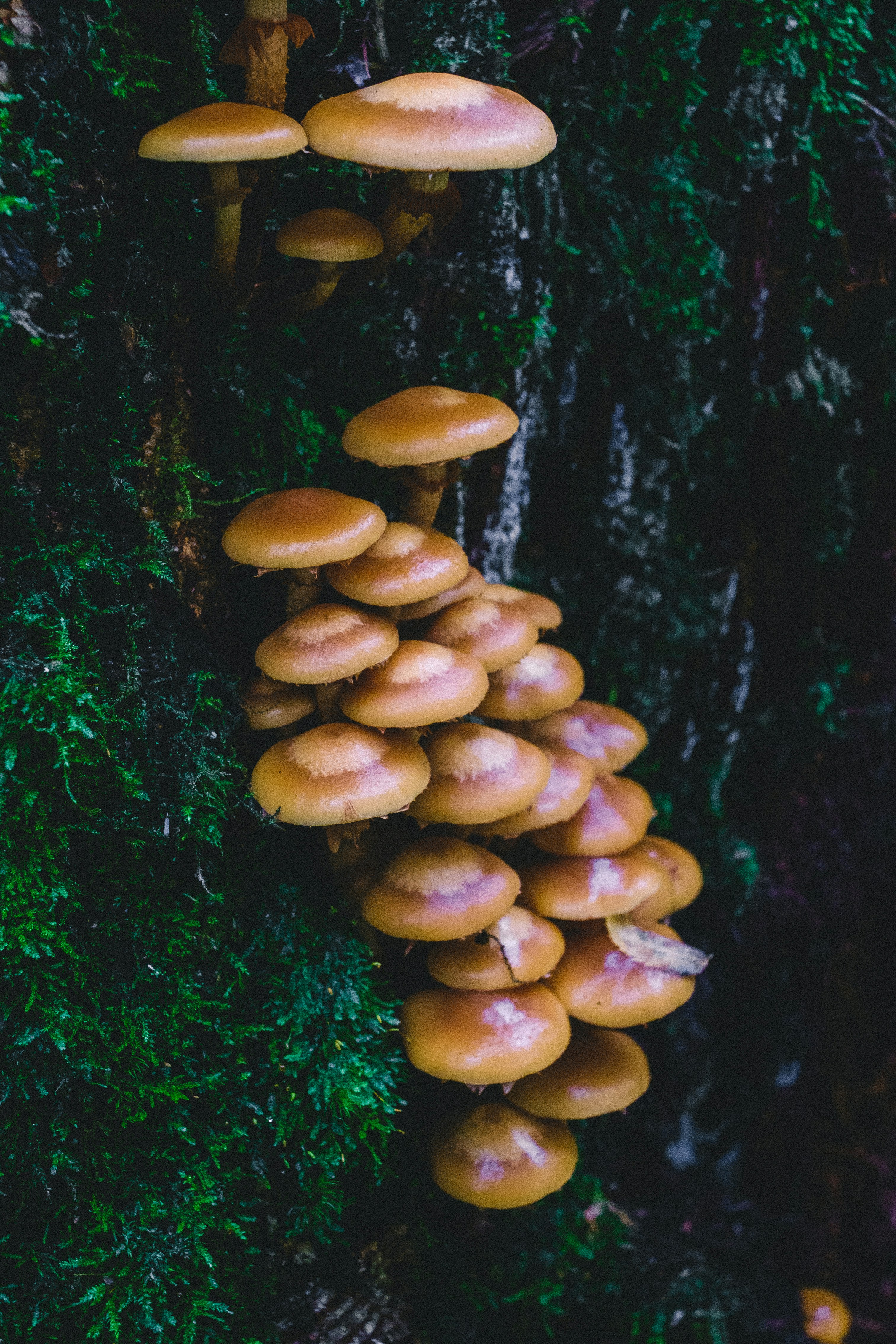 Amber Mushroom Cluster on a Moss-Crowned Trunk