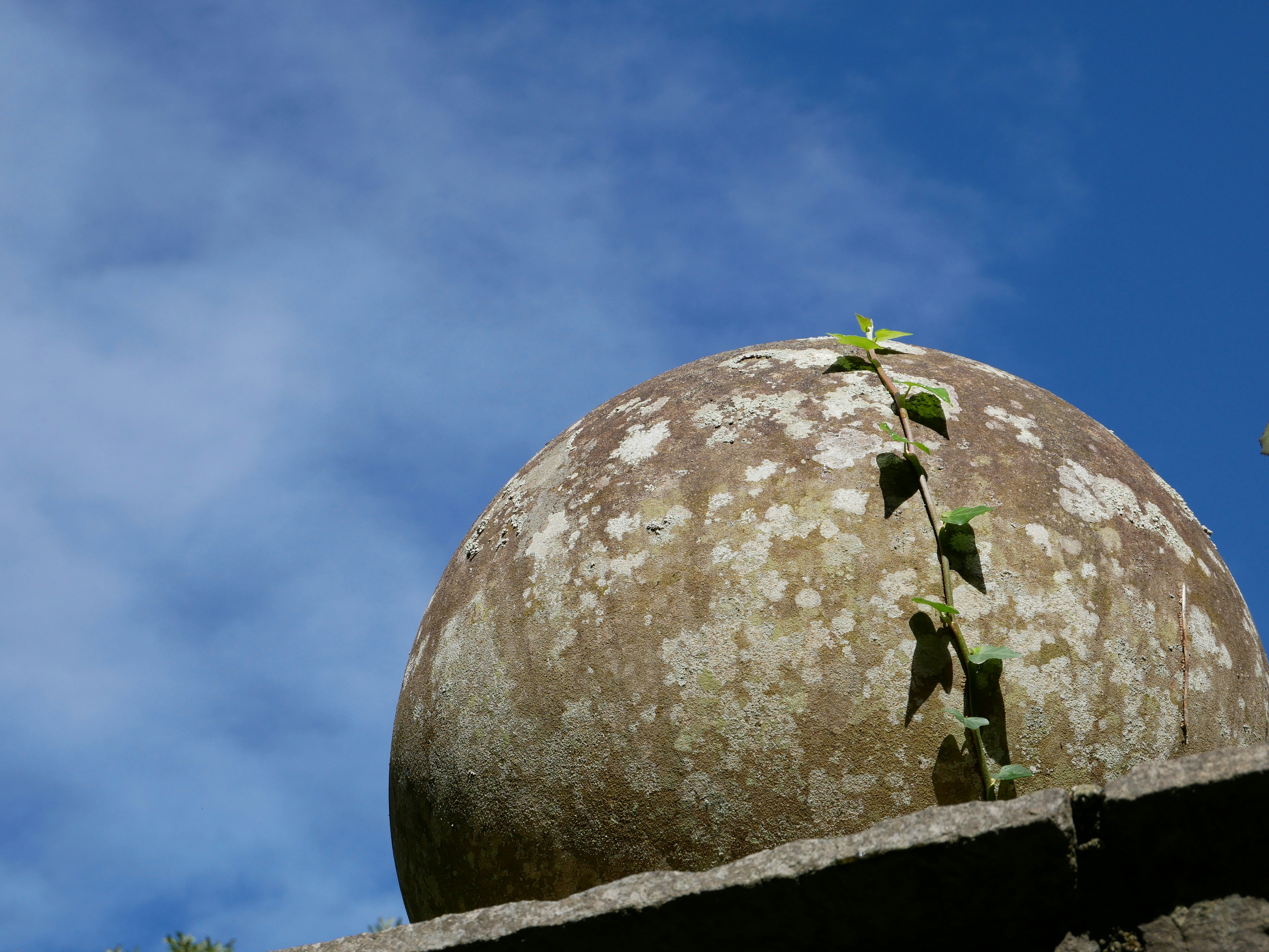 Lichen-streaked dome with a climbing vine at dawn
