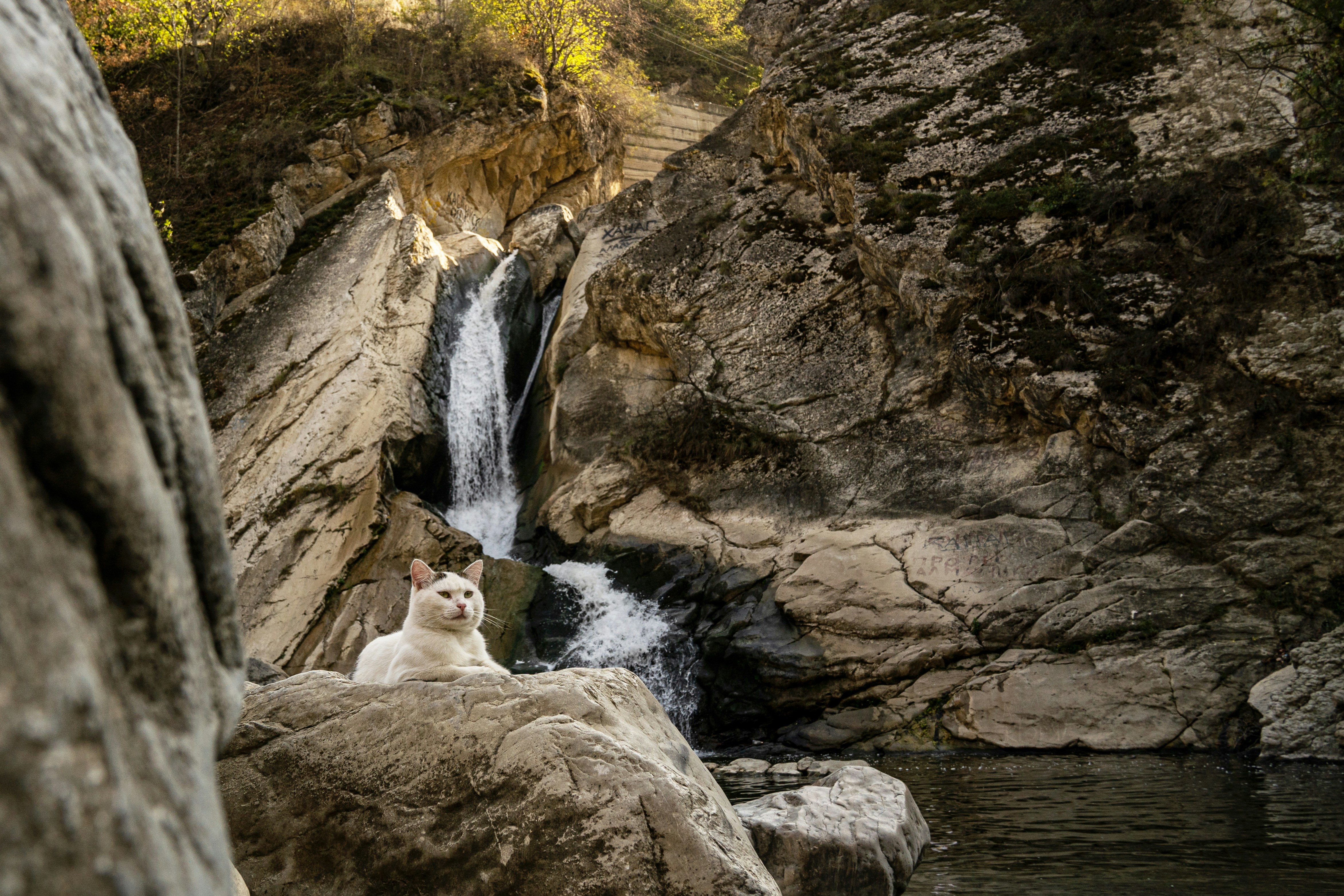 A cat sitting on a rock by a waterfall photo – Free Dagestan Image on ...