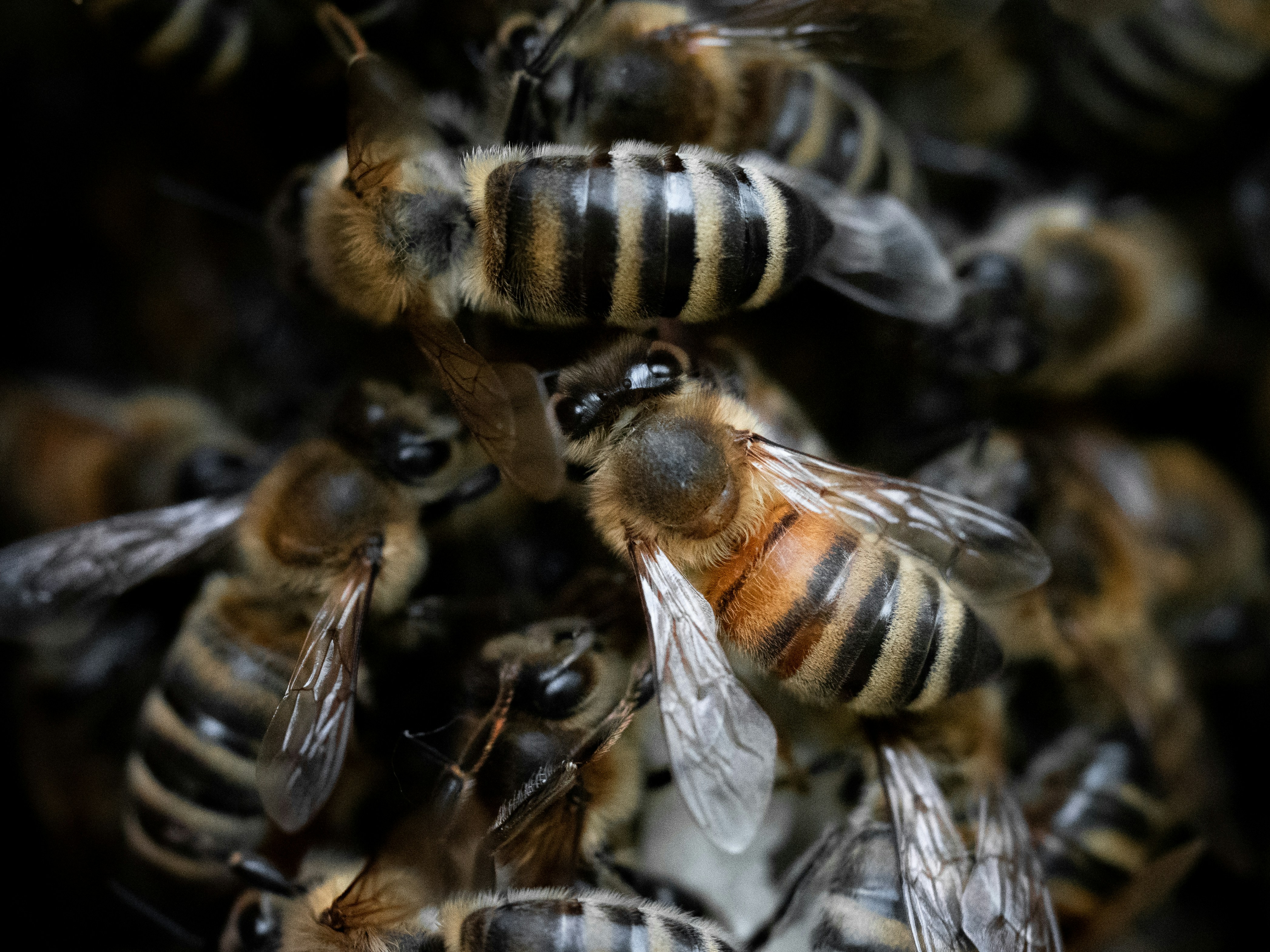 A group of bees photo – Free Germany Image on Unsplash