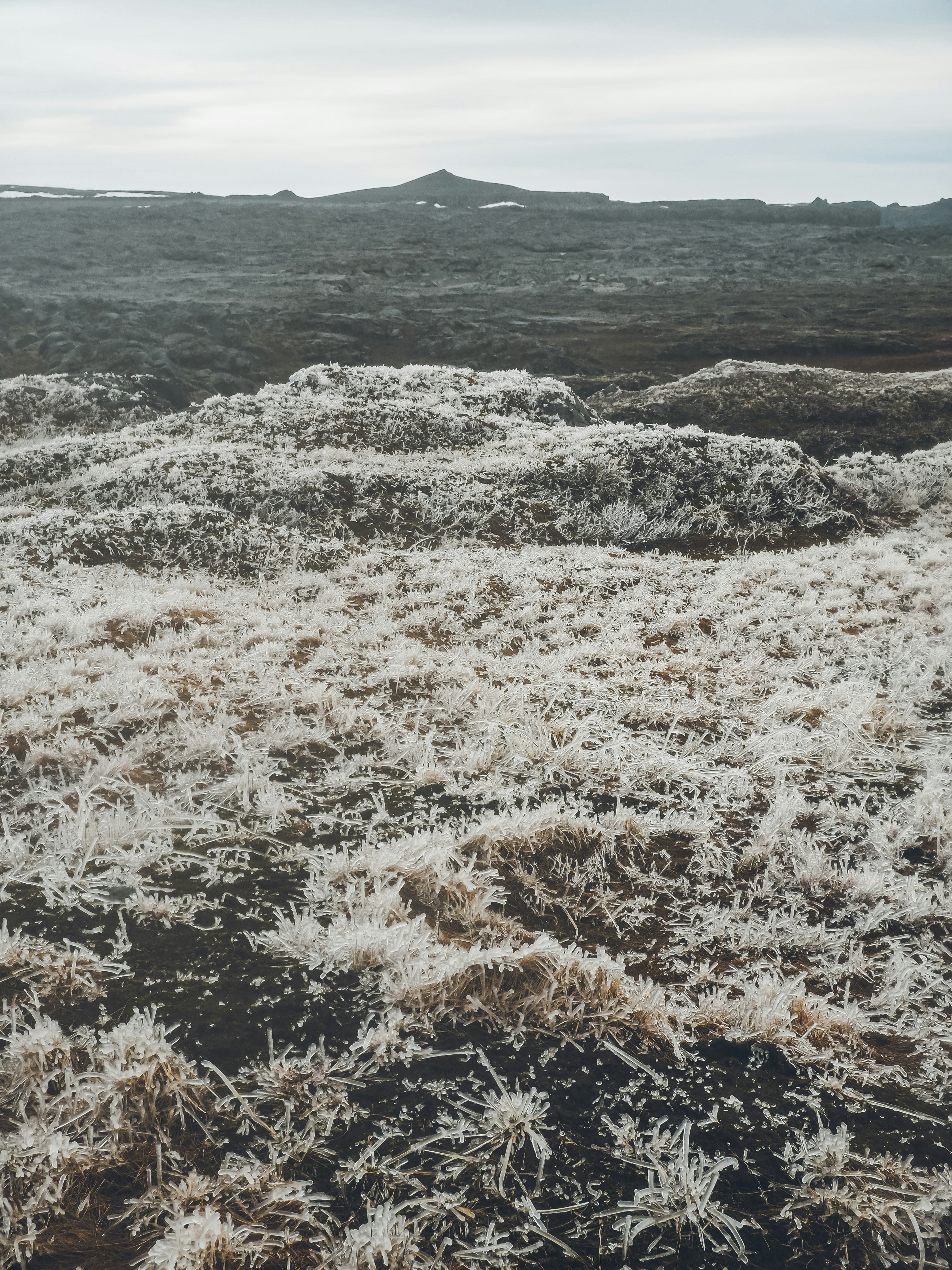 Frosted Moorscape at the Edge of a Quiet Horizon