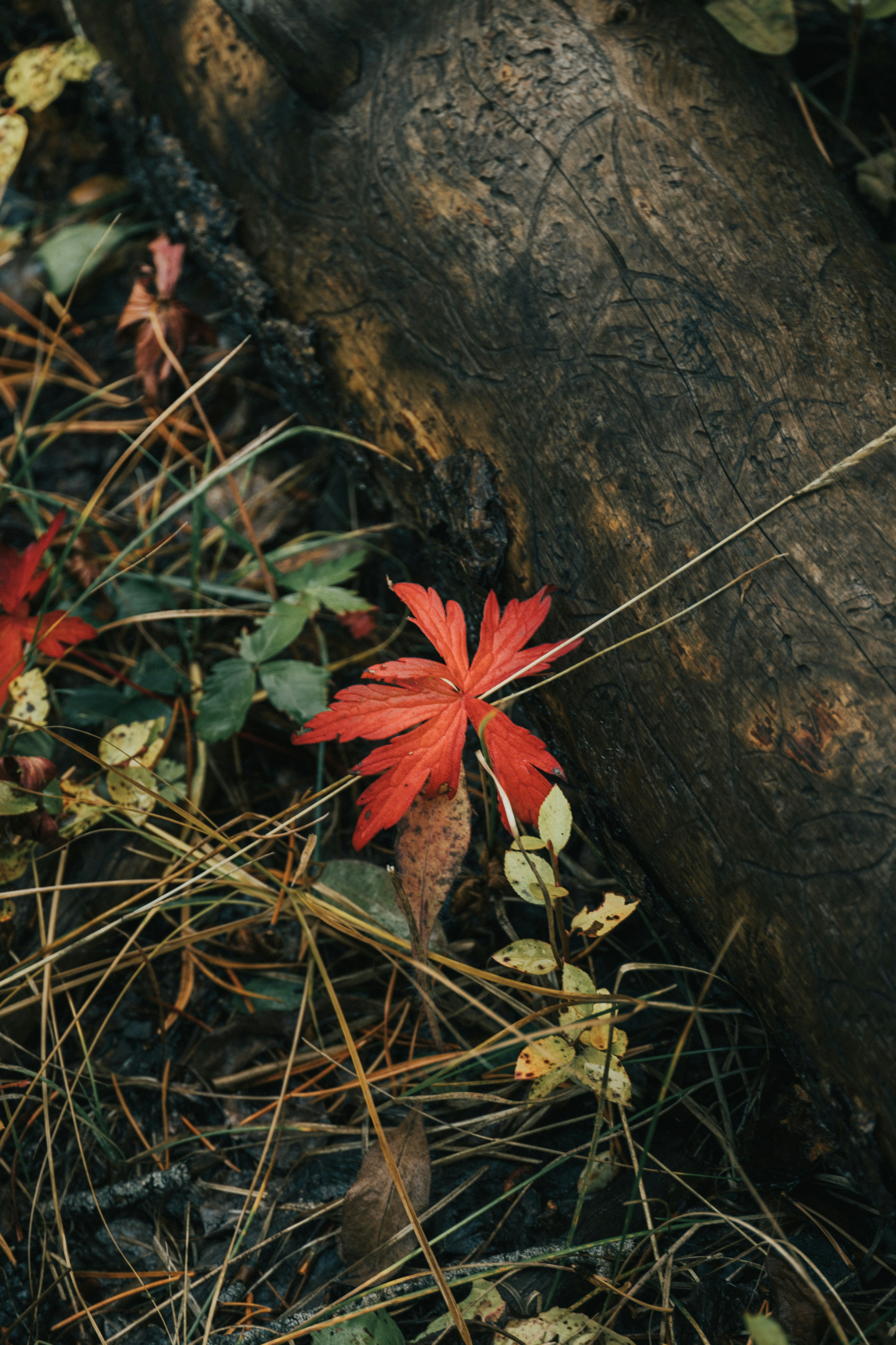 Crimson Maple Leaf Nestled Against a Weathered Trunk