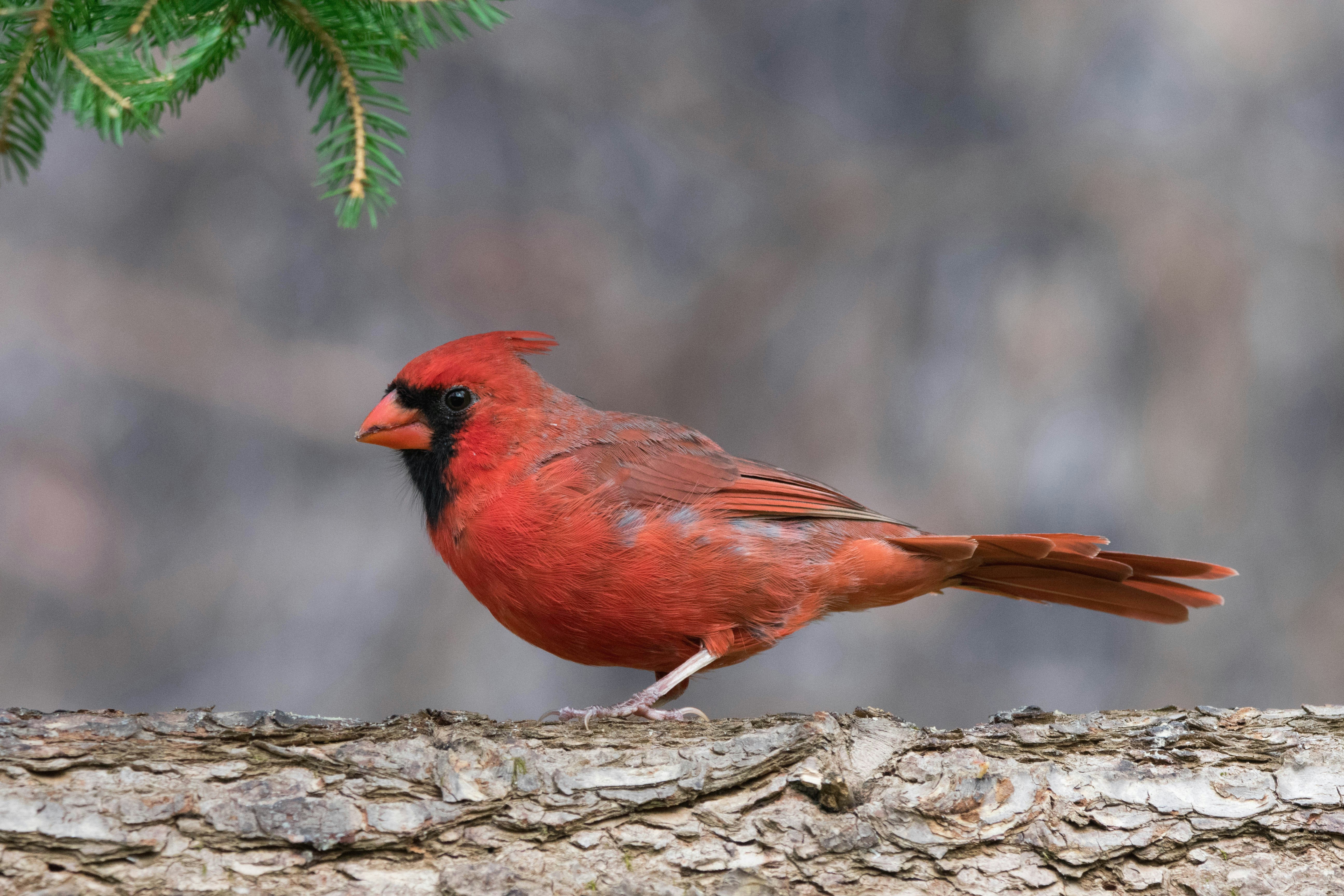 A red bird on a tree branch photo – Free Usa Image on Unsplash
