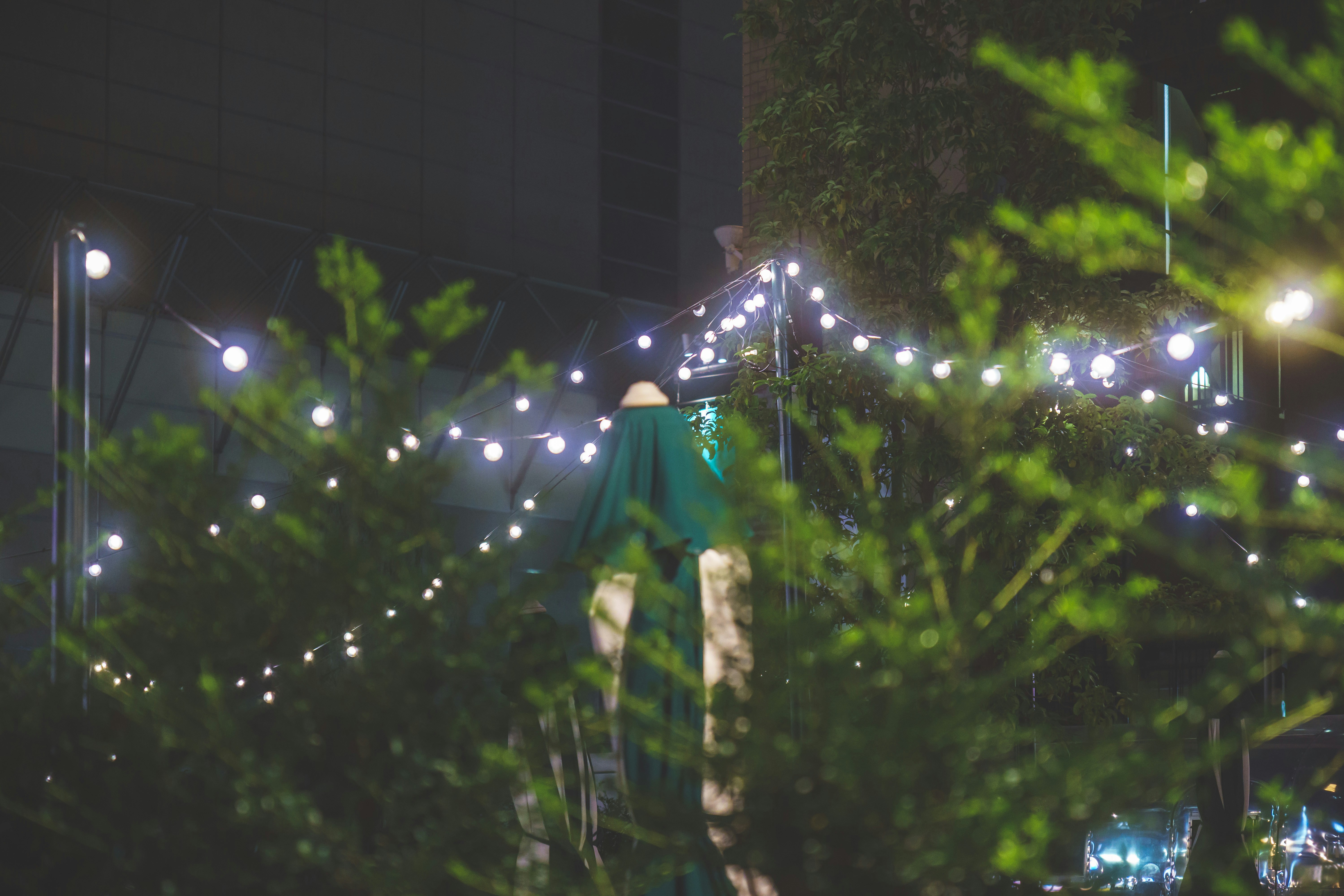 Midnight Canopy: Fairy Lights Drawn Through a Garden of Blur