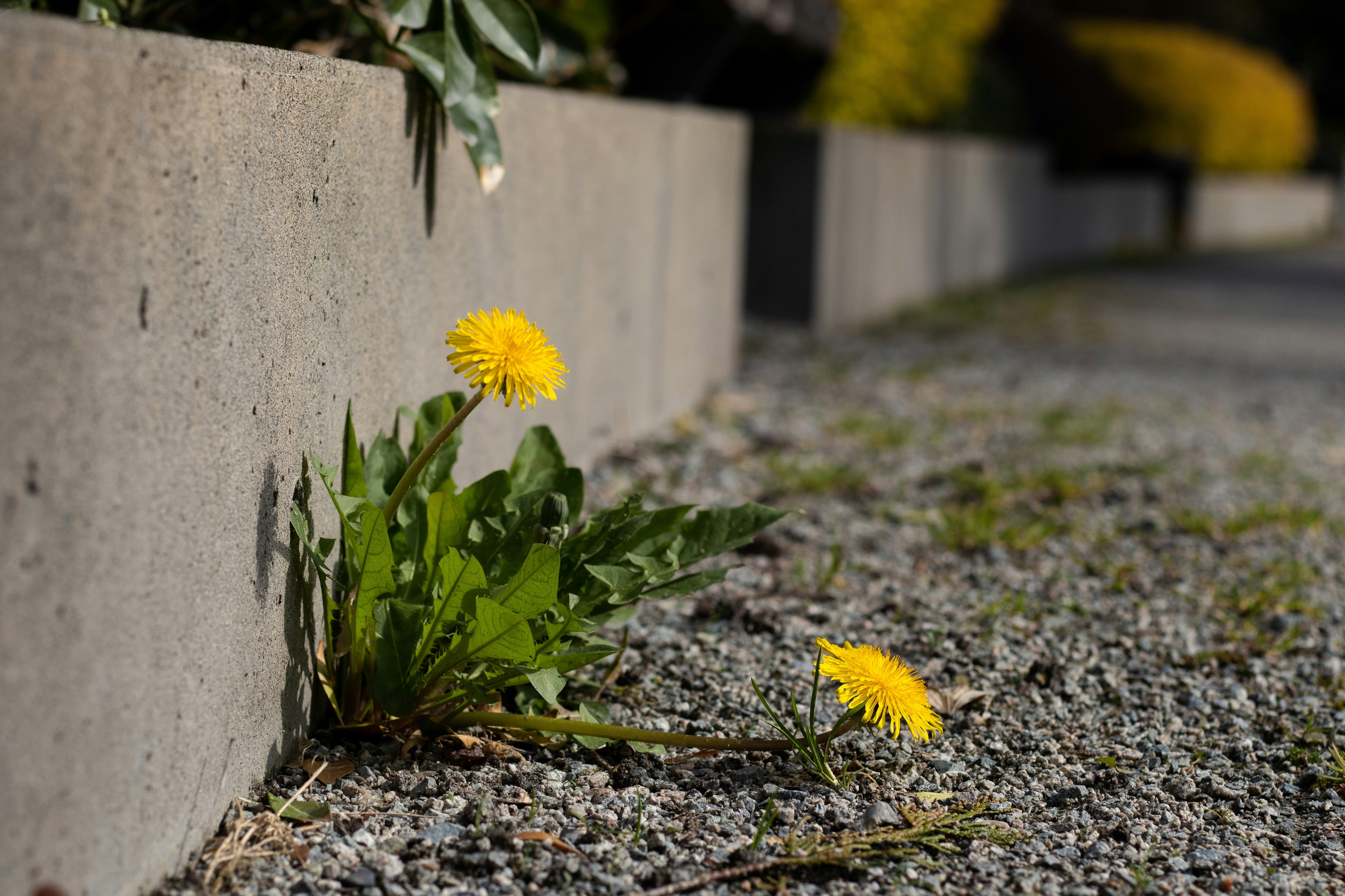 Sunlit Dandelions by the Concrete Verge: Quiet Color in Gravel and Shadow