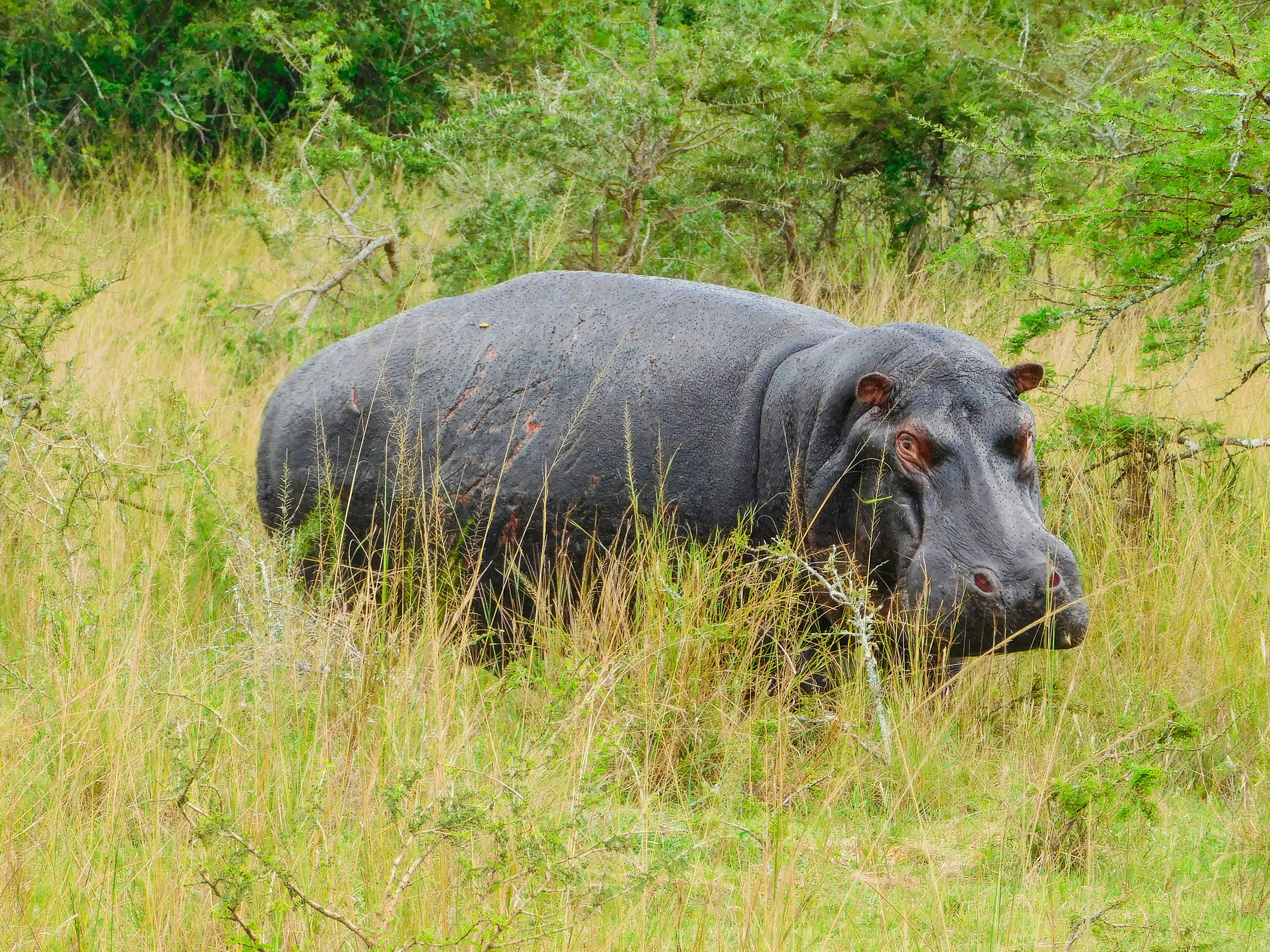 Akagera Game Drive, Wildlife Safari in Akagera Park, Rwanda