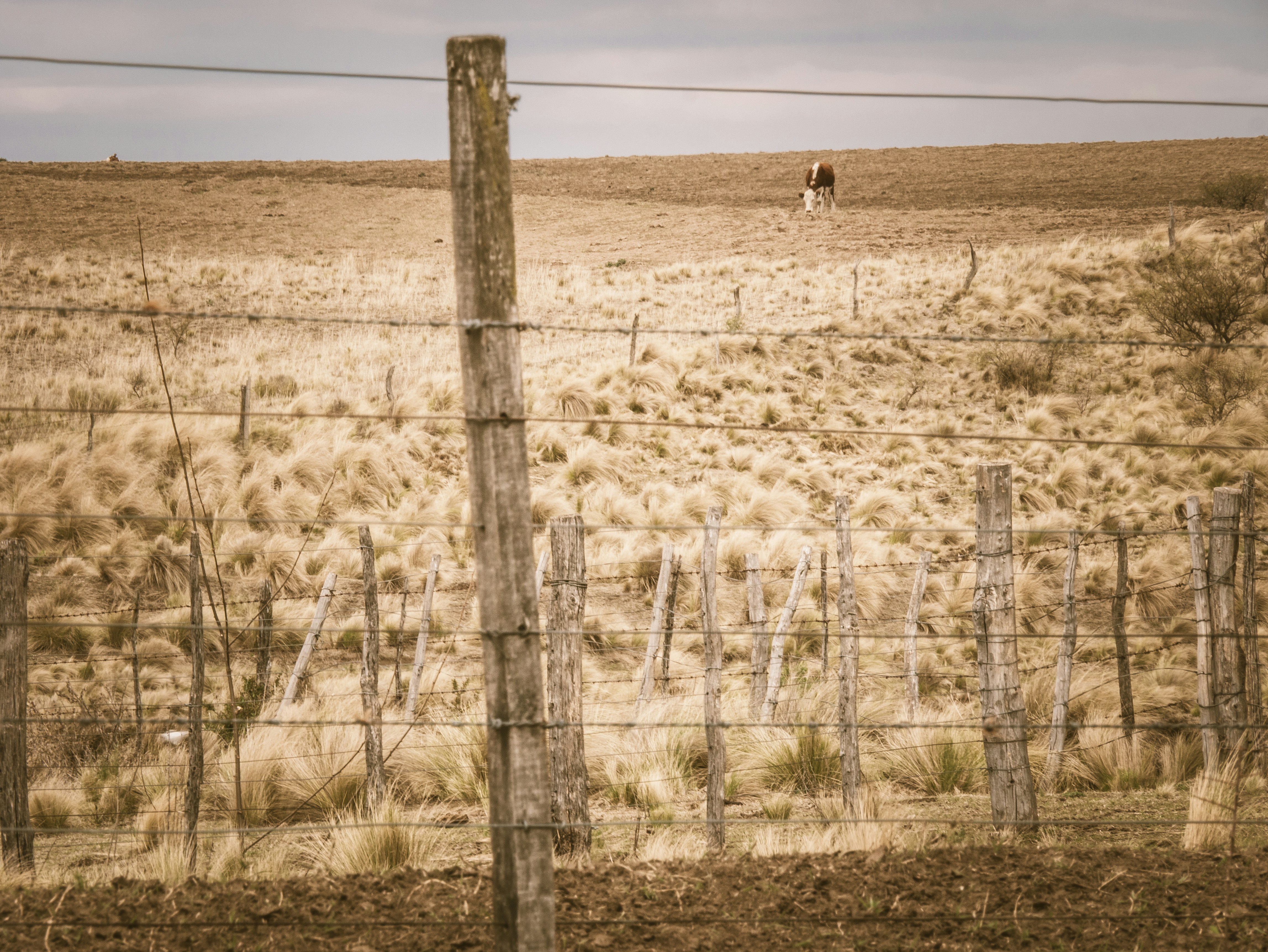 A horse in a fenced in field photo – Free Animal Image on Unsplash