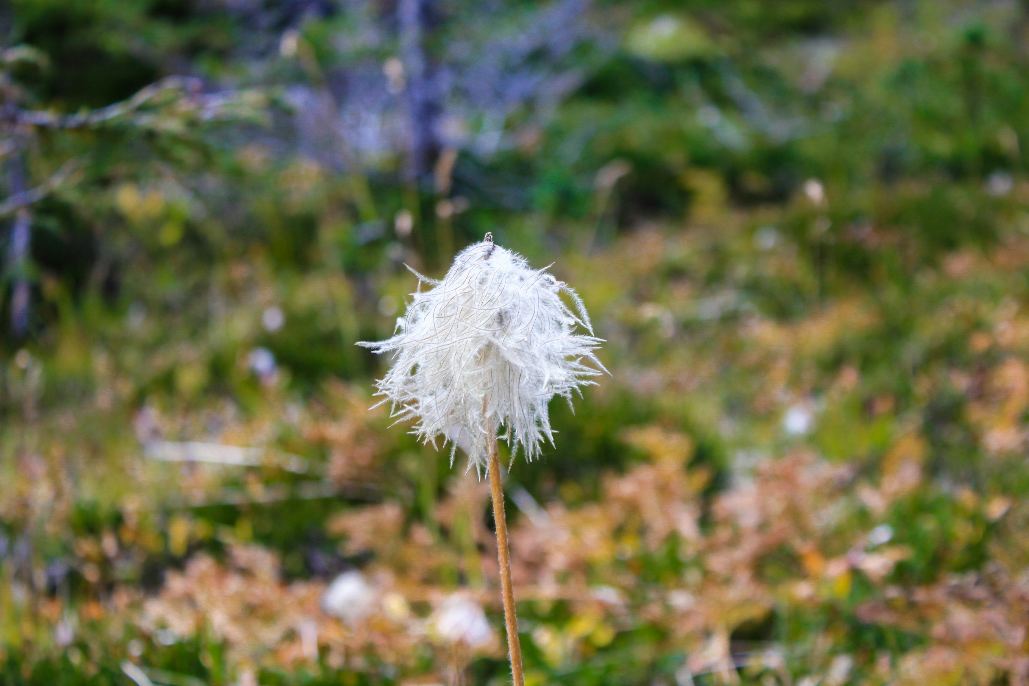 White feathered seed head in a sunlit meadow