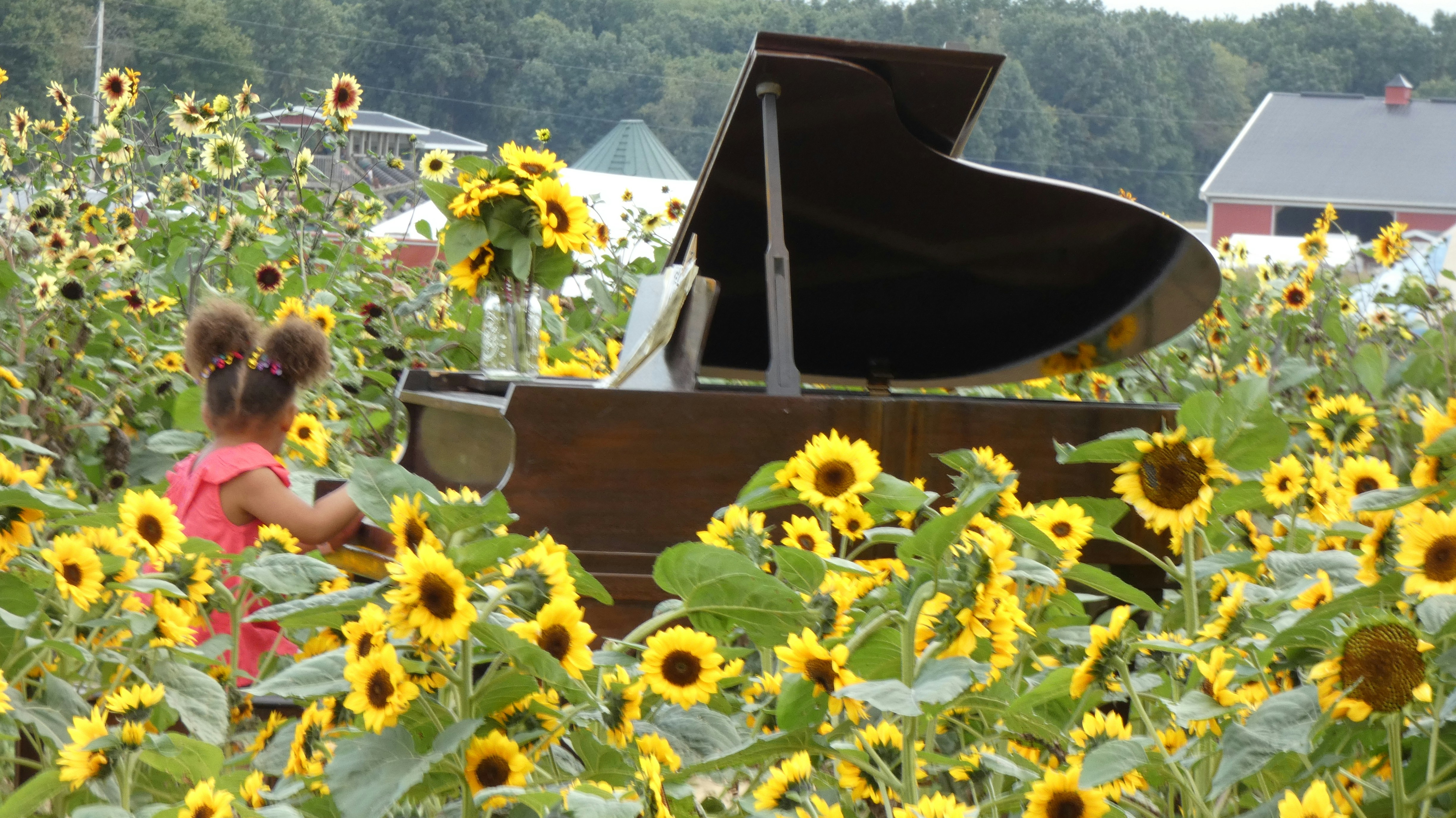 Sunlit Piano in a Sea of Sunflowers