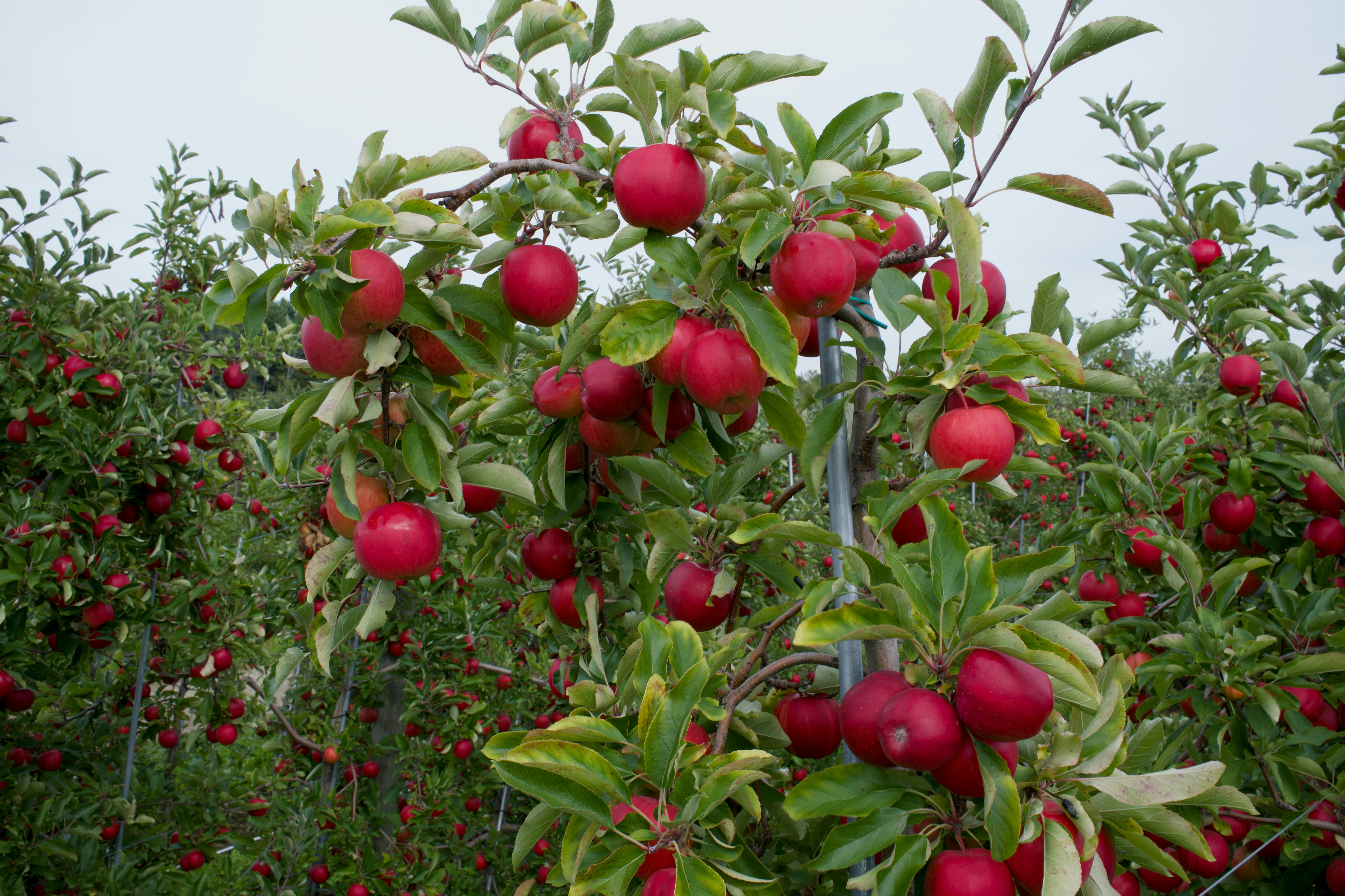 A bush with red apples photo – Free Canada Image on Unsplash