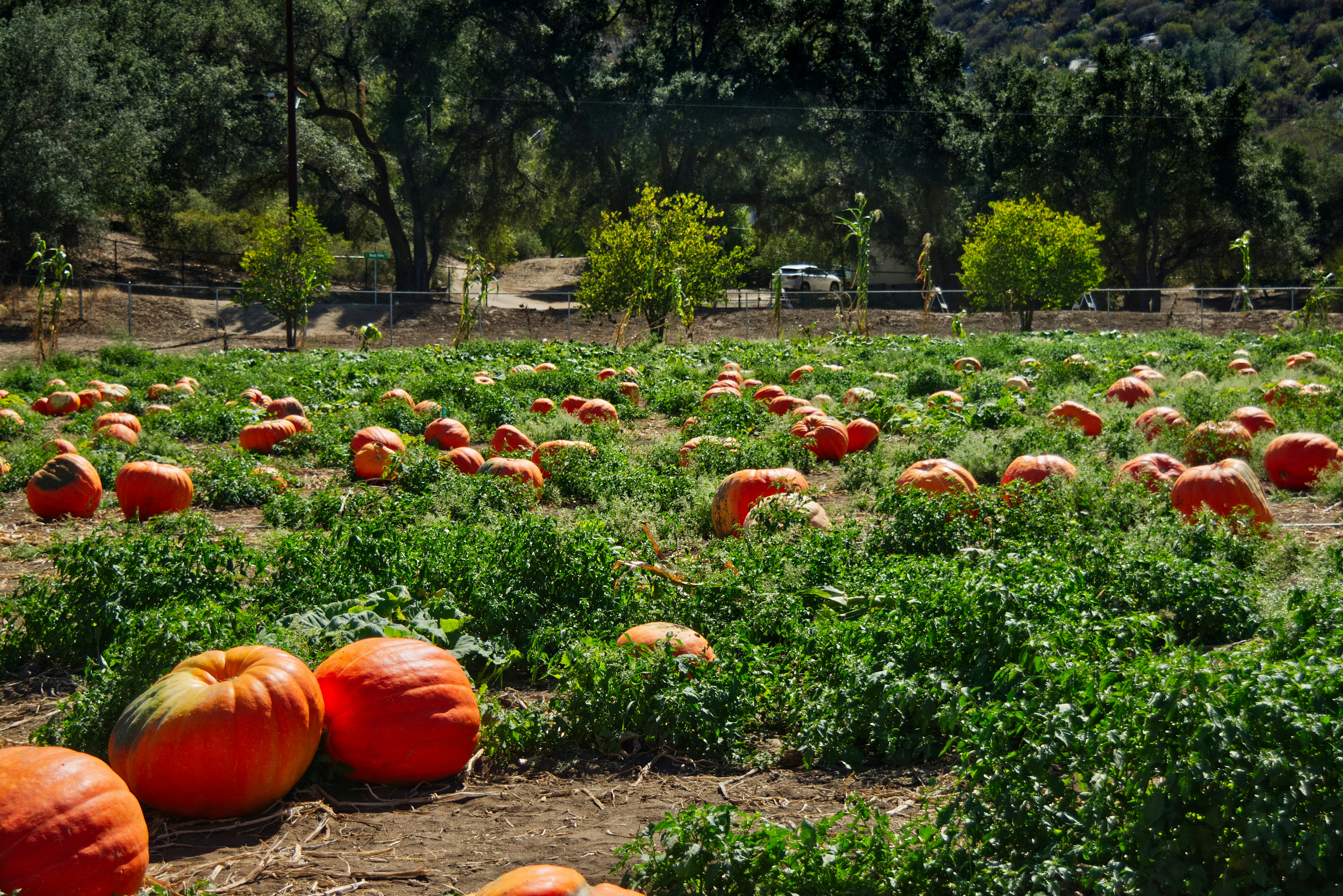 Sunlit pumpkin field under a distant line of trees