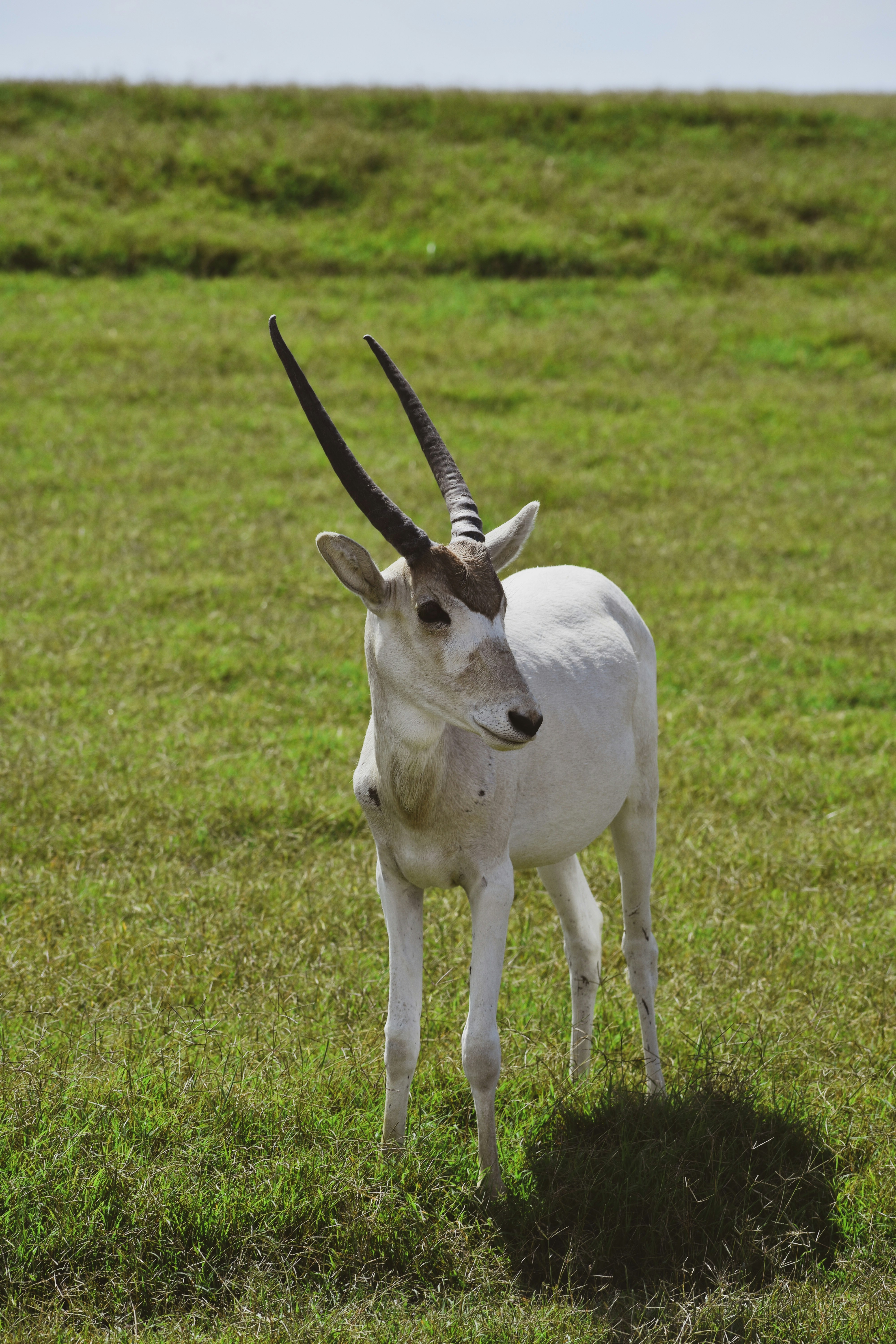 Arabian oryx standing in a lush green field, showcasing its impressive horns and elegant posture.