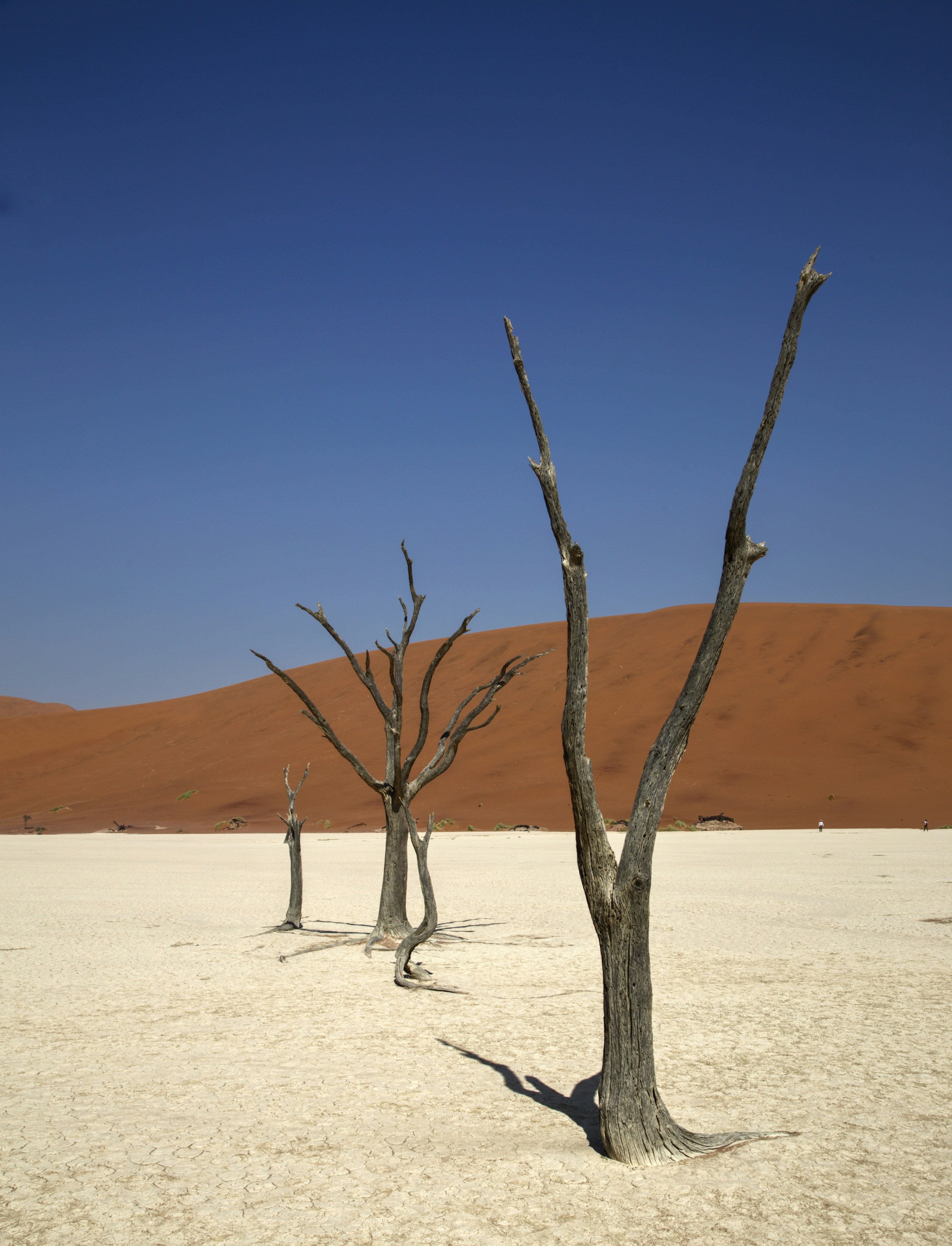 Barren landscape featuring skeletal trees against a backdrop of towering red dunes under a clear blue sky.