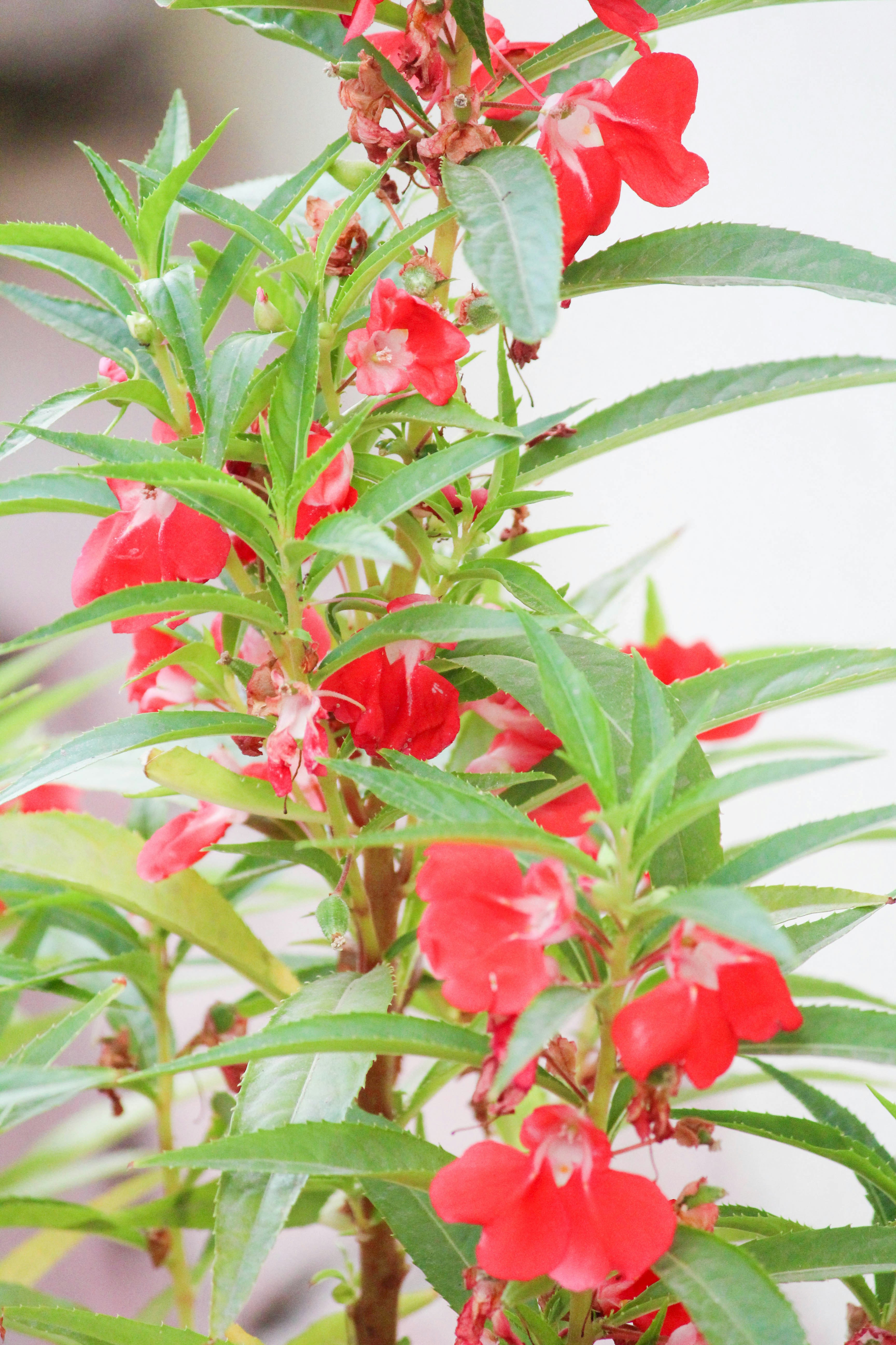 Red blossoms weaving through emerald leaves on a sunlit stem