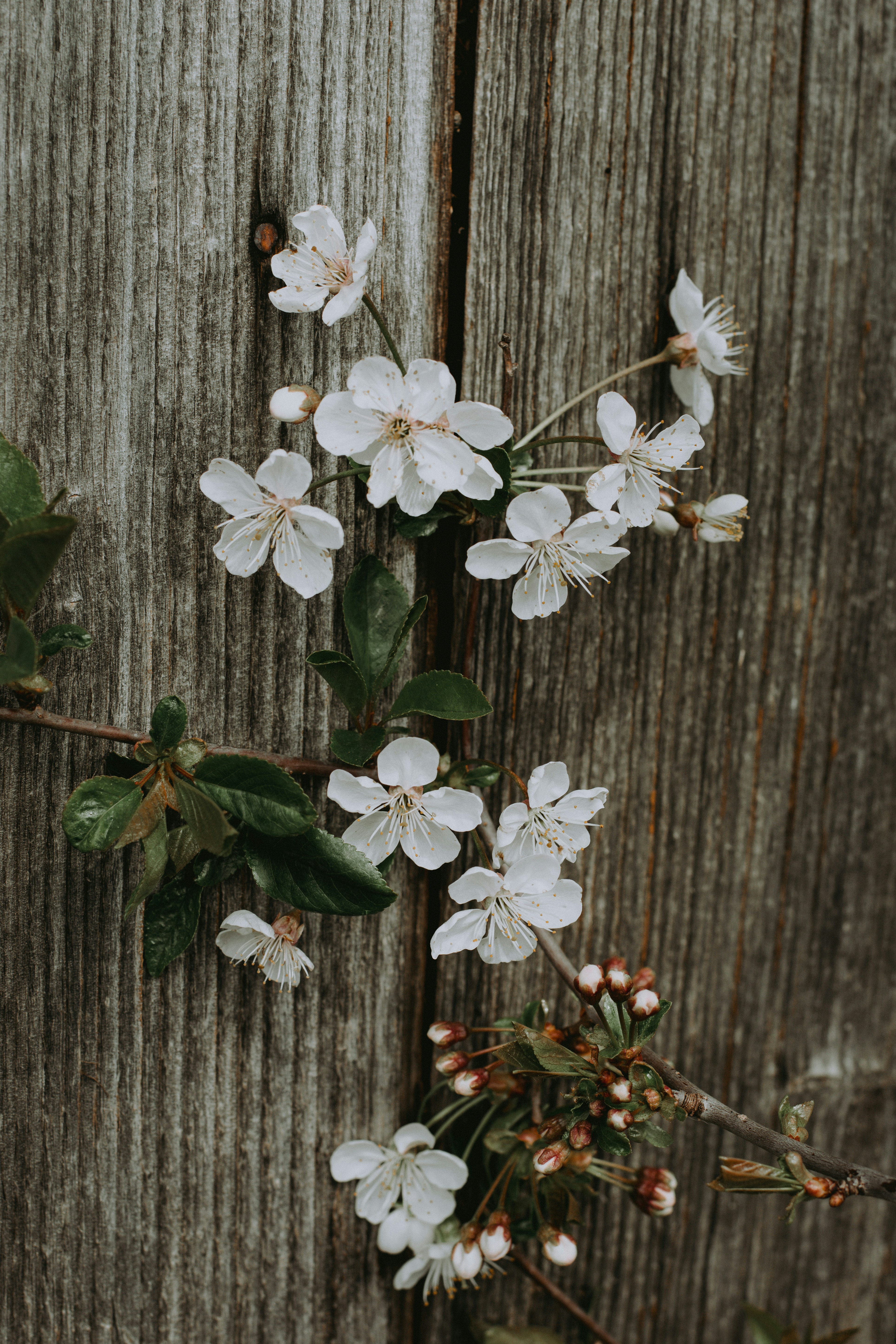 White blossoms cling to weathered planks, a quiet bloom against wood