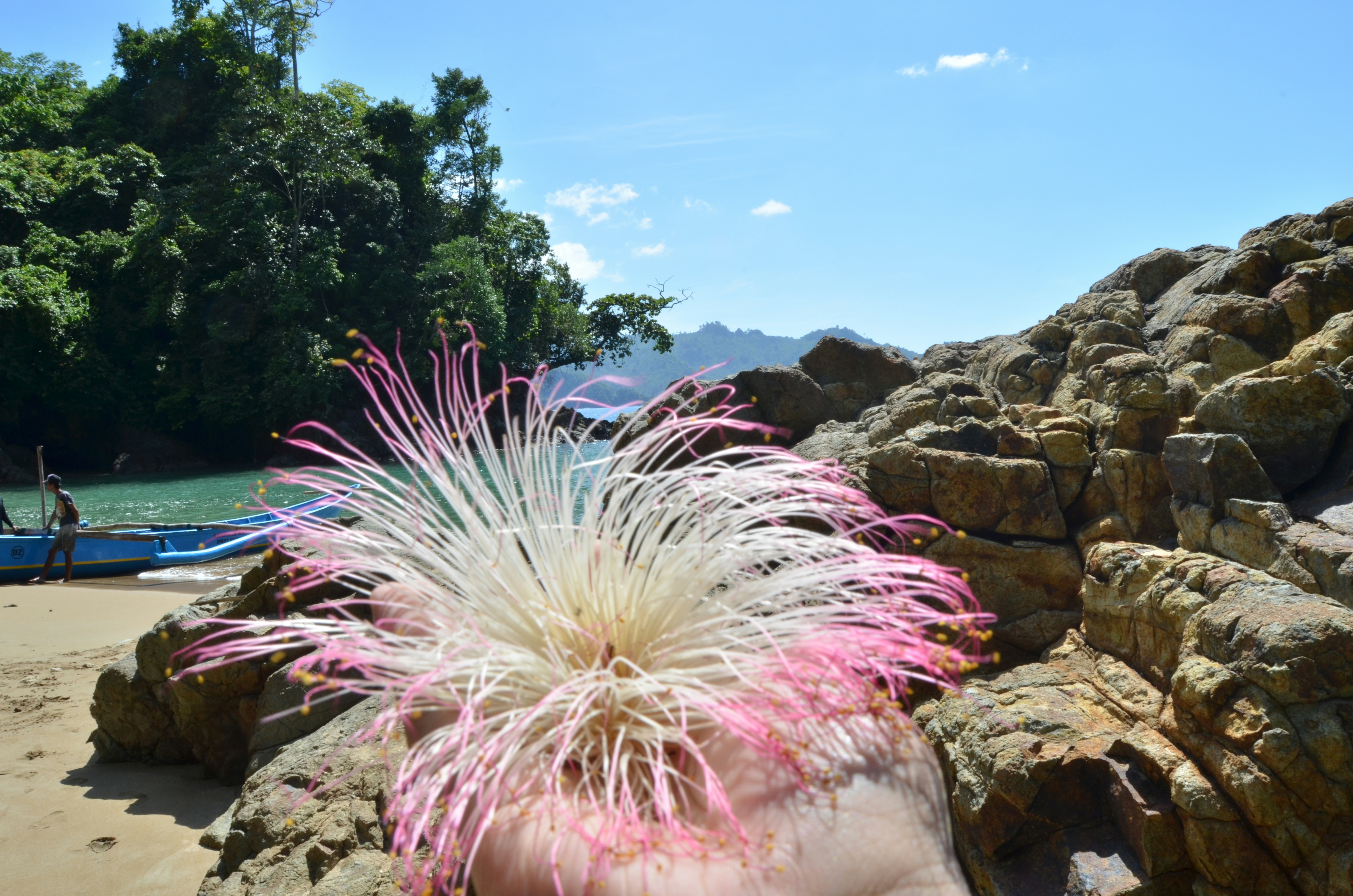 Foto Una flor púrpura en una playa – Imagen Java Oriental gratis en ...