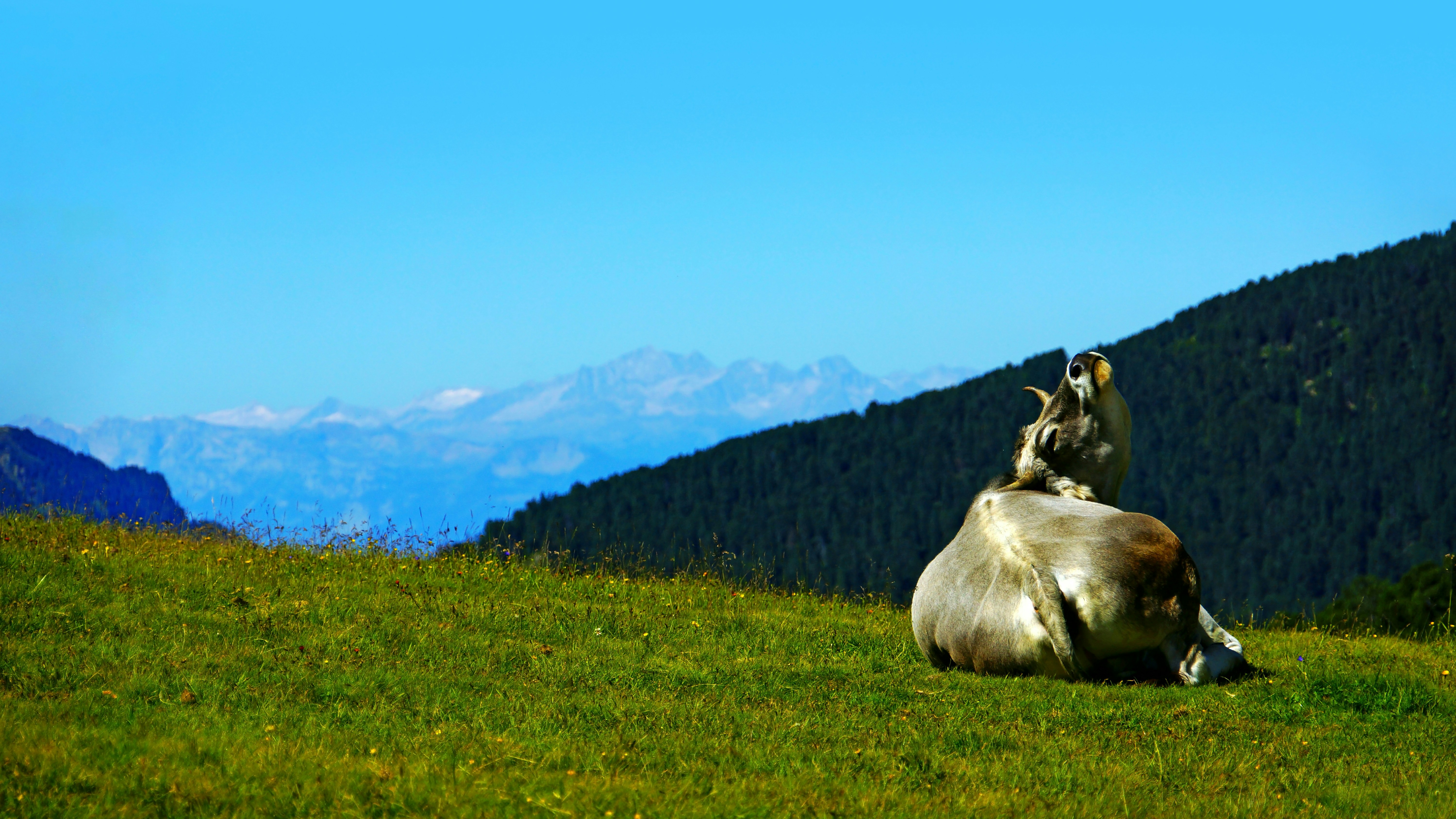 a cow standing on top of a lush green field