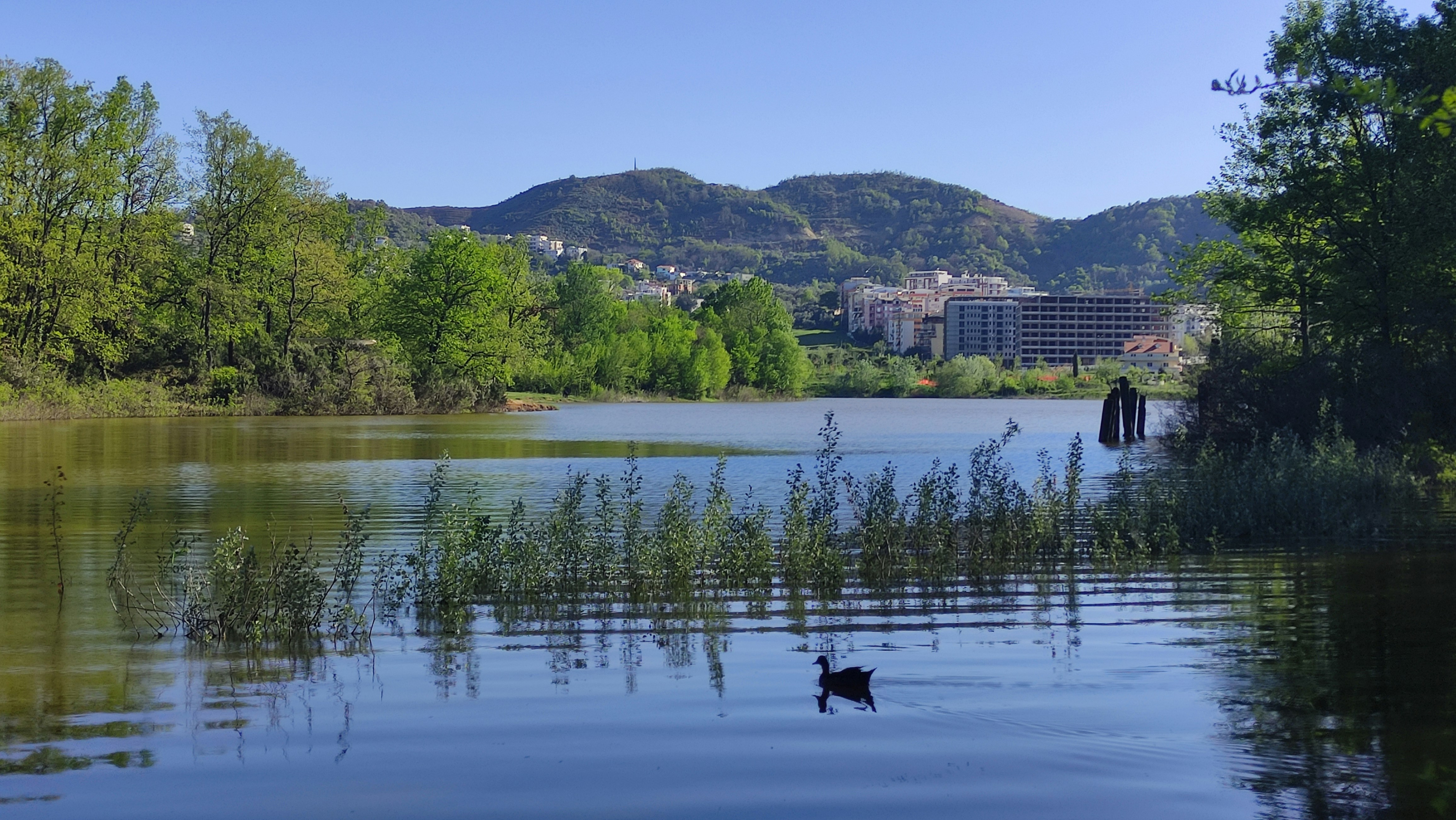 Dog on a Glassy Lake: Greenery Framing Quiet Water and Distant Hills